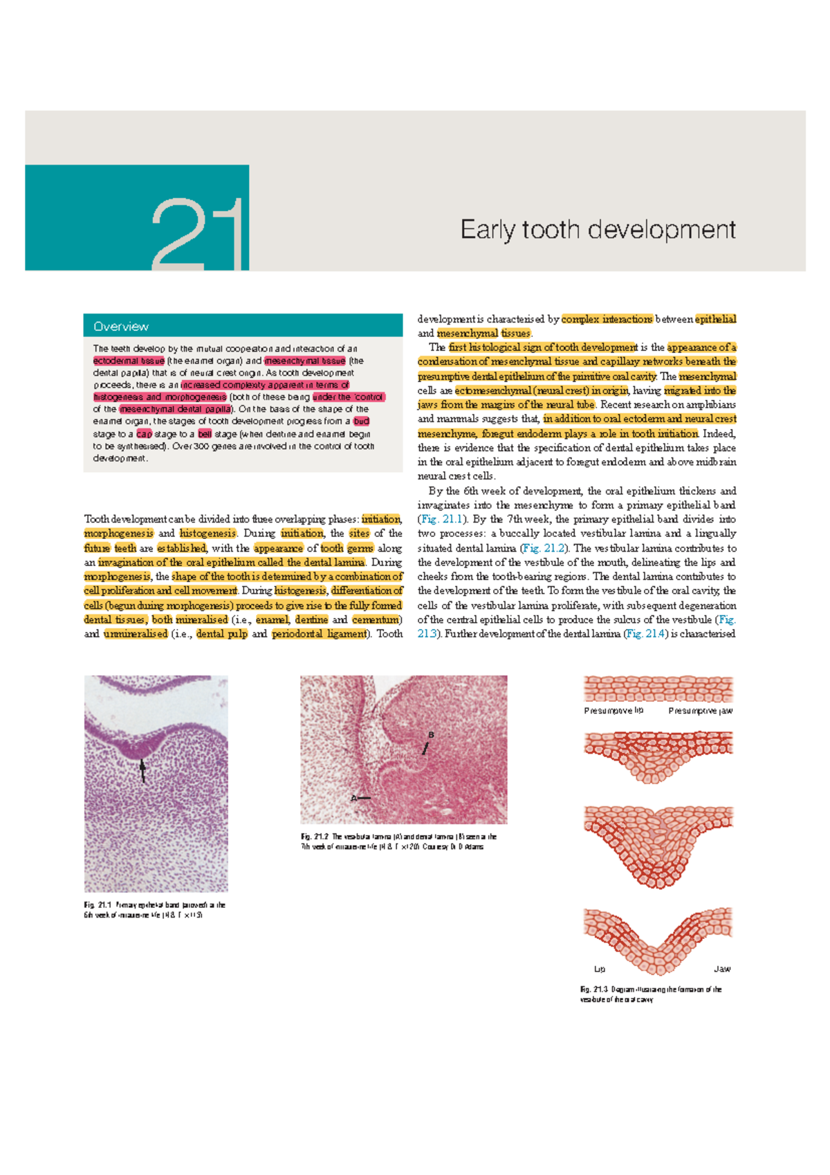 Tooth development - 21 Early tooth development Tooth development can be ...