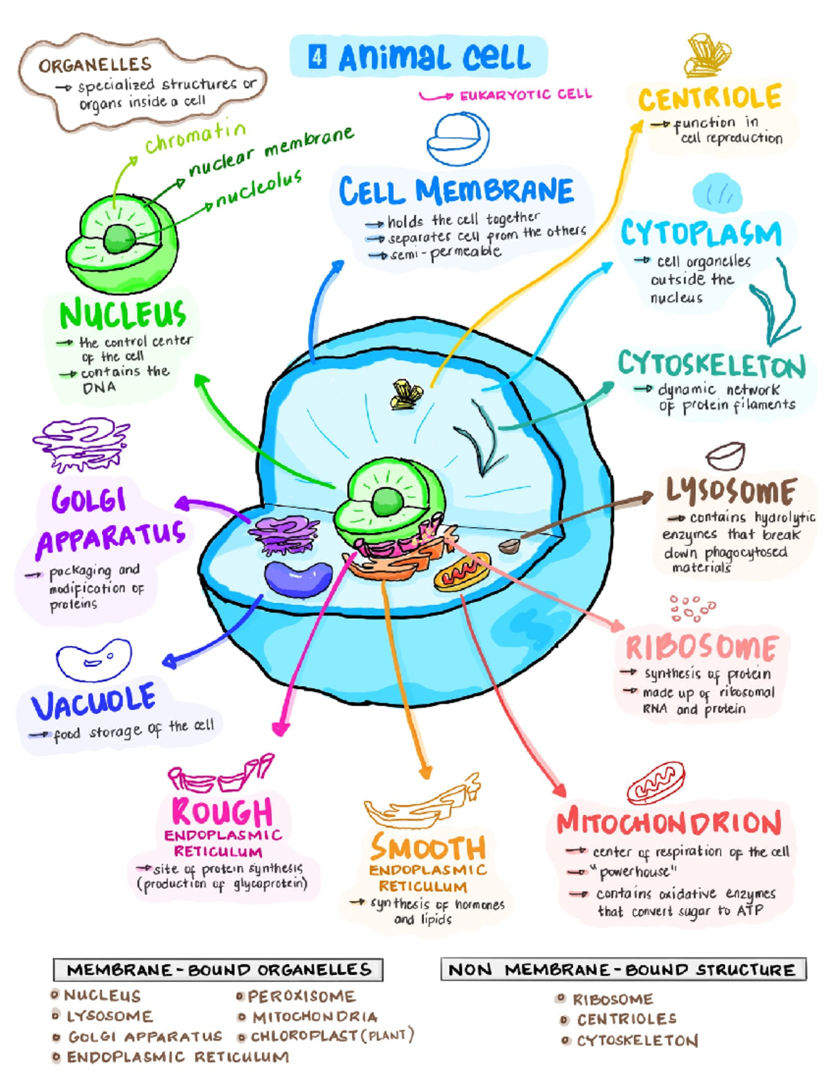 Animal cell - Environmental Science - Studocu