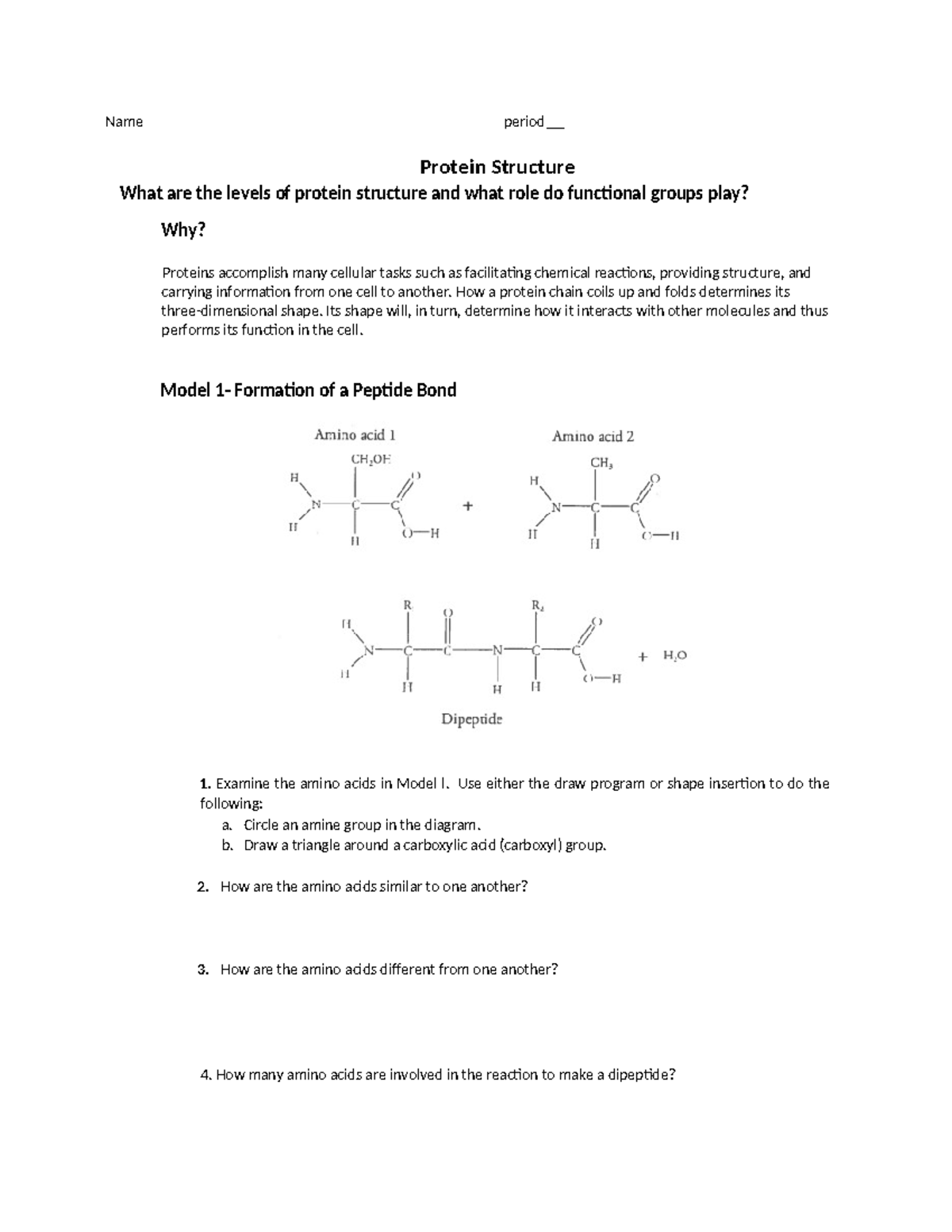 Pogil Protein Structure OLA - Name period Protein Structure What are ...