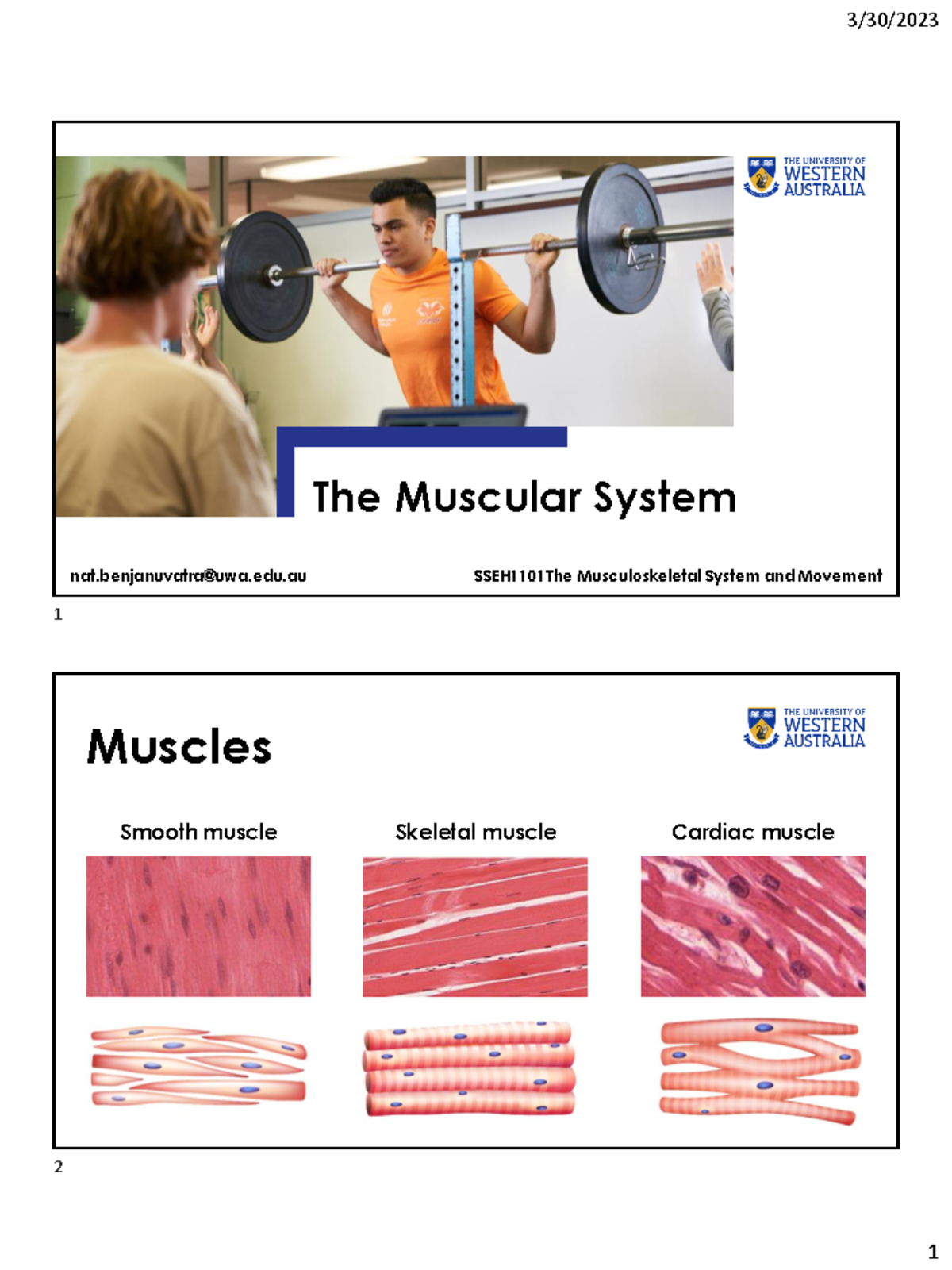 Lt 01 The Muscular System Published - The Muscular System nat@uwa.edu ...