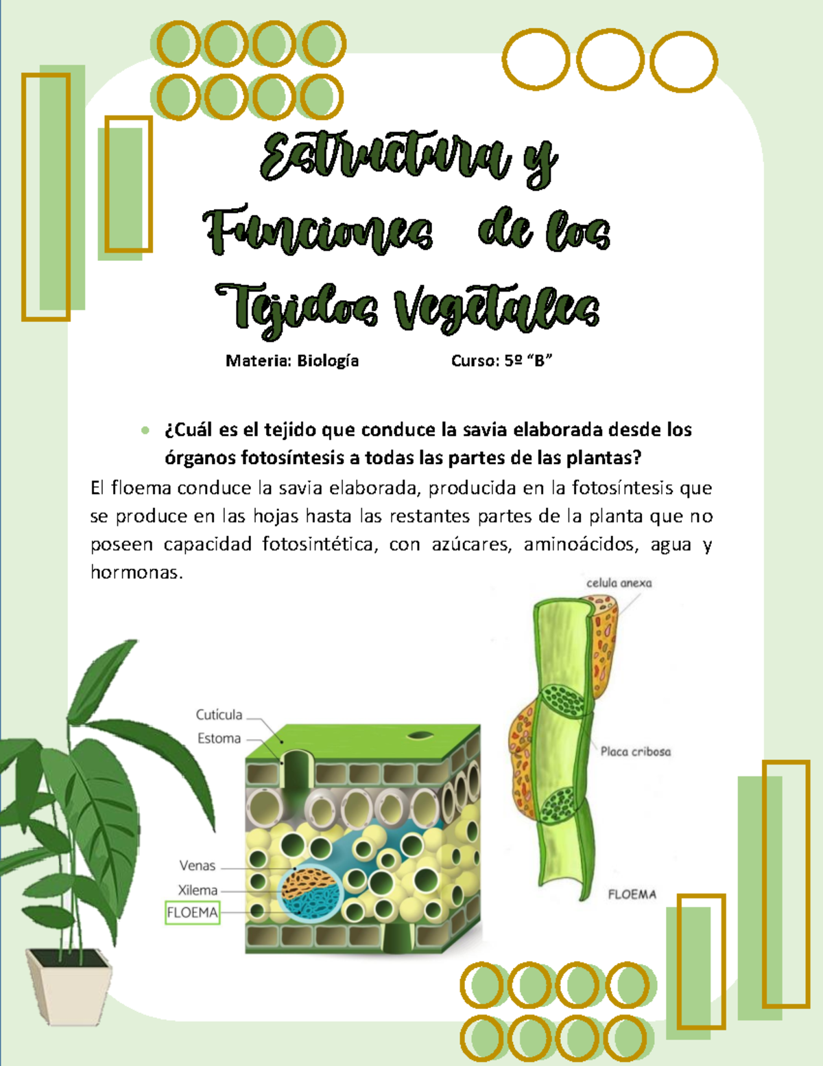 Estructura y Funciones de los Tejidos Vegetales - Biología - ¿Cuál es el tejido que conduce la ...