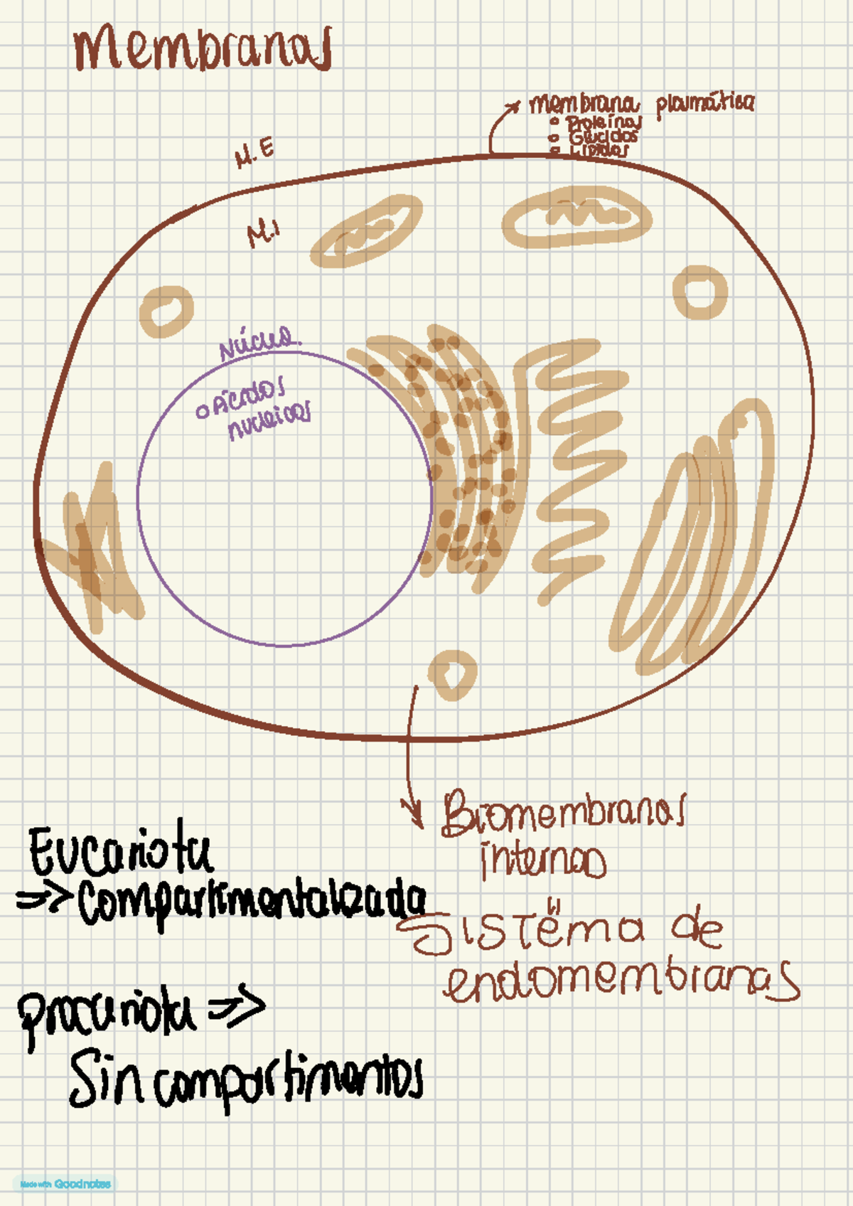 Clase 3 membrana celular transporte de sistema de endomembranas. Laura ...