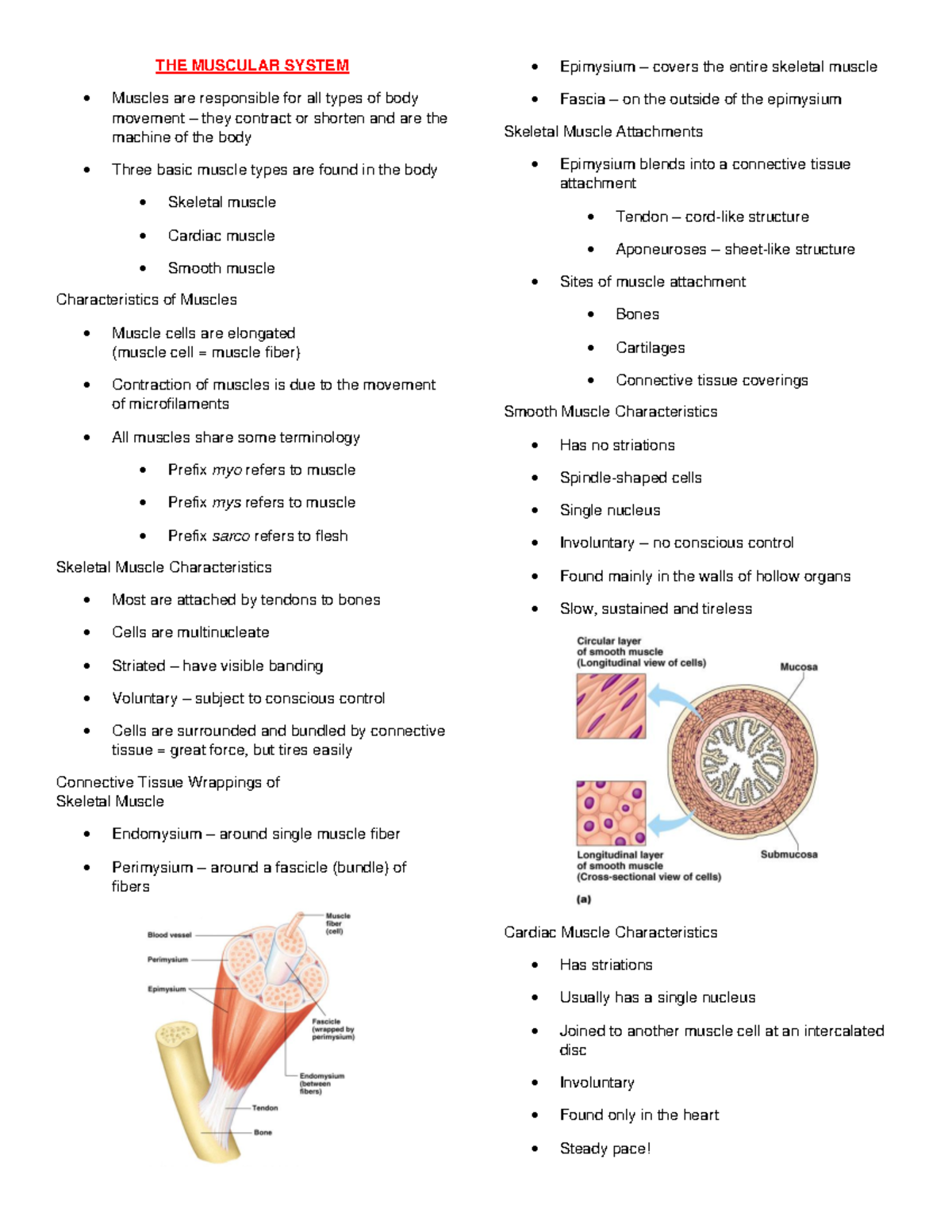 THE Muscular System - THE MUSCULAR SYSTEM Muscles are responsible for ...