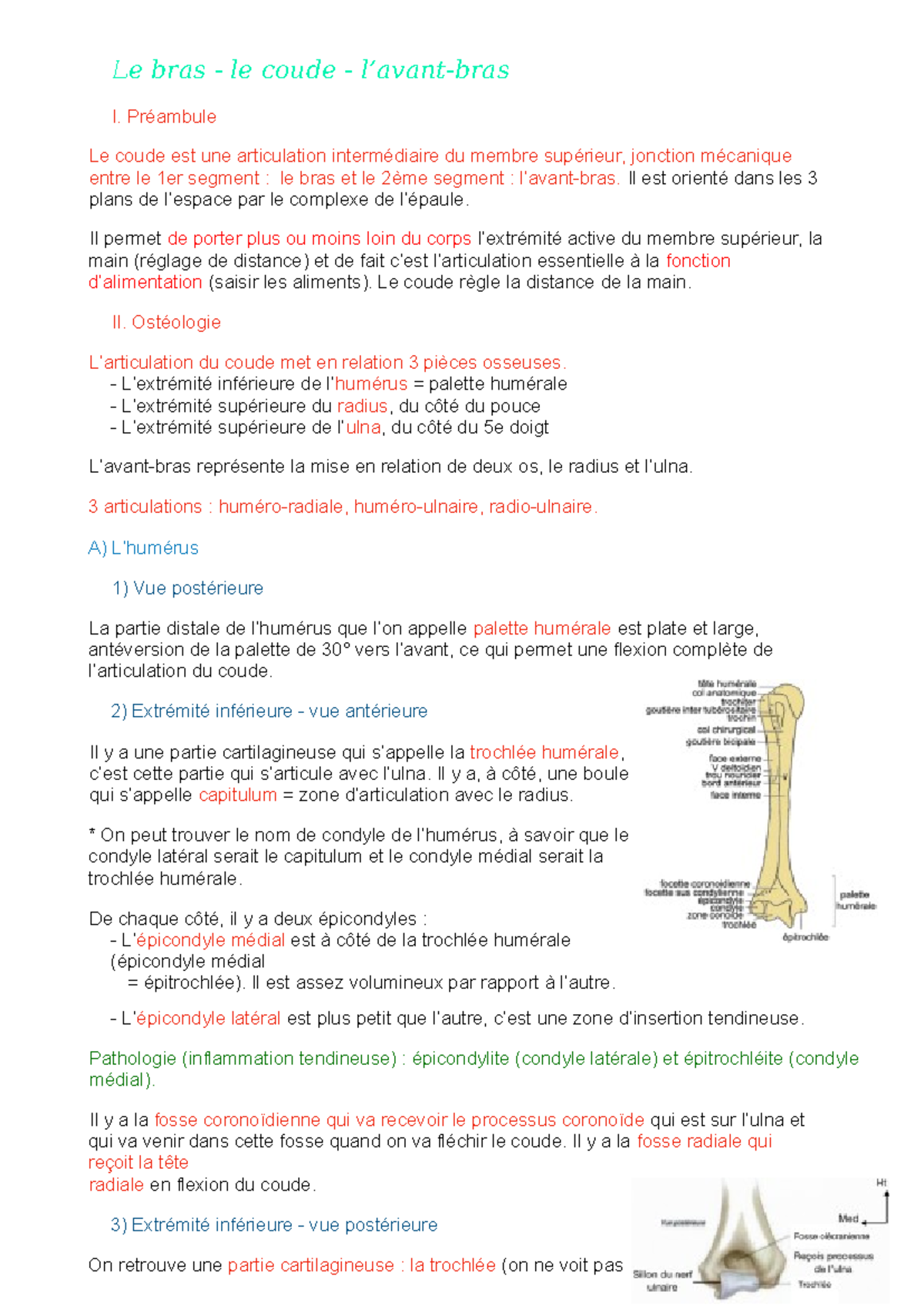 Le bras - le coude - l avant-bras - Préambule Le coude est une ...