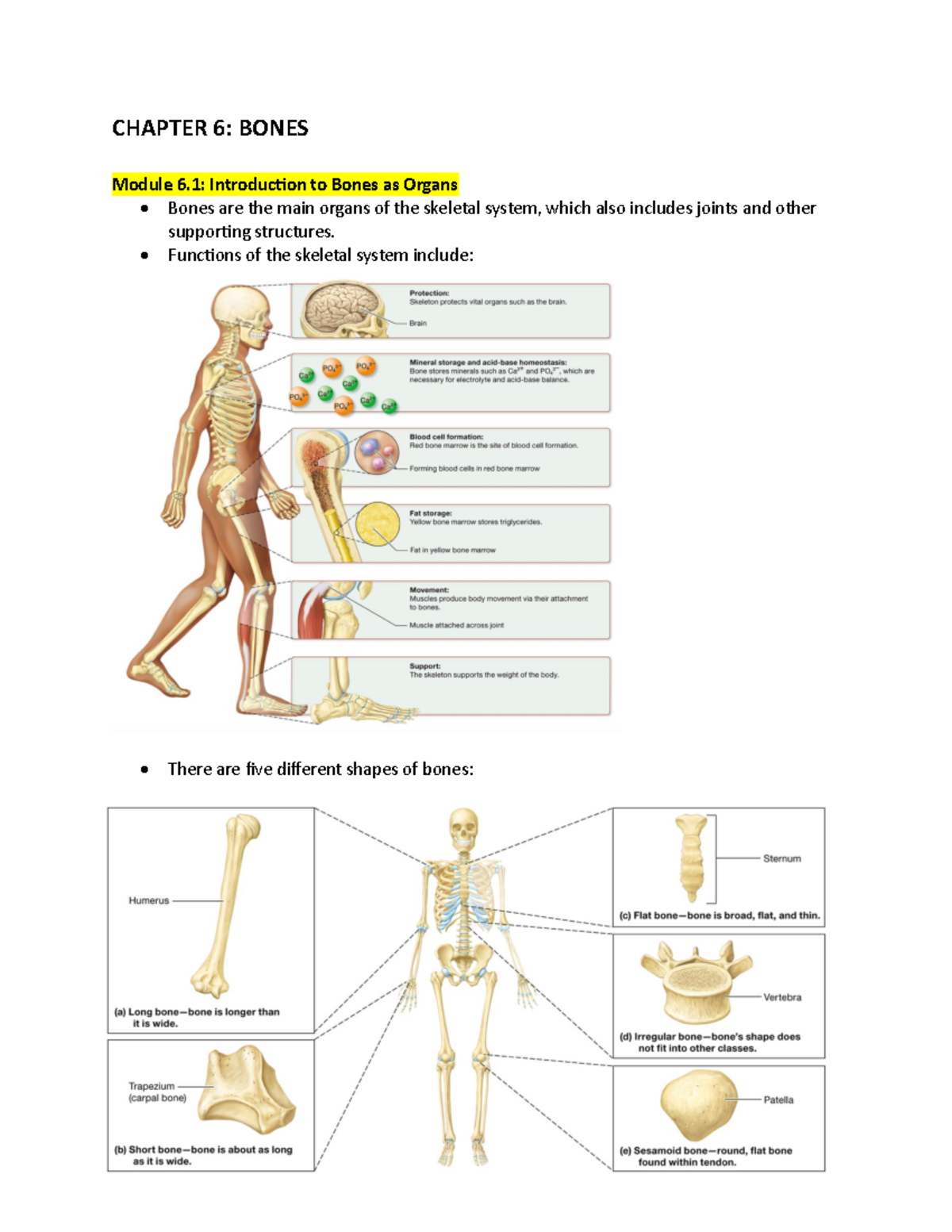 Chapter 6 bones - summary - CHAPTER 6: BONES Module 6: Introduction to ...