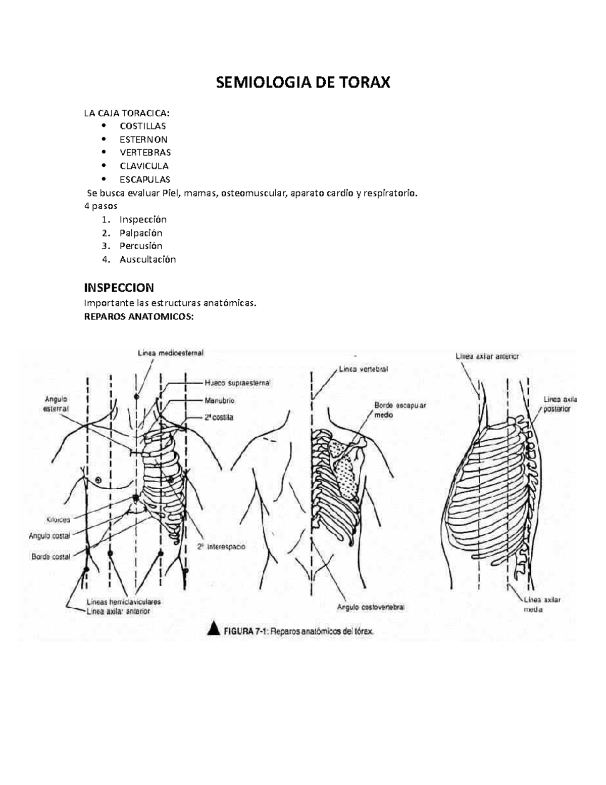 Semiologia DE Torax - SEMIOLOGIA DE TORAX LA CAJA TORACICA: COSTILLAS ...