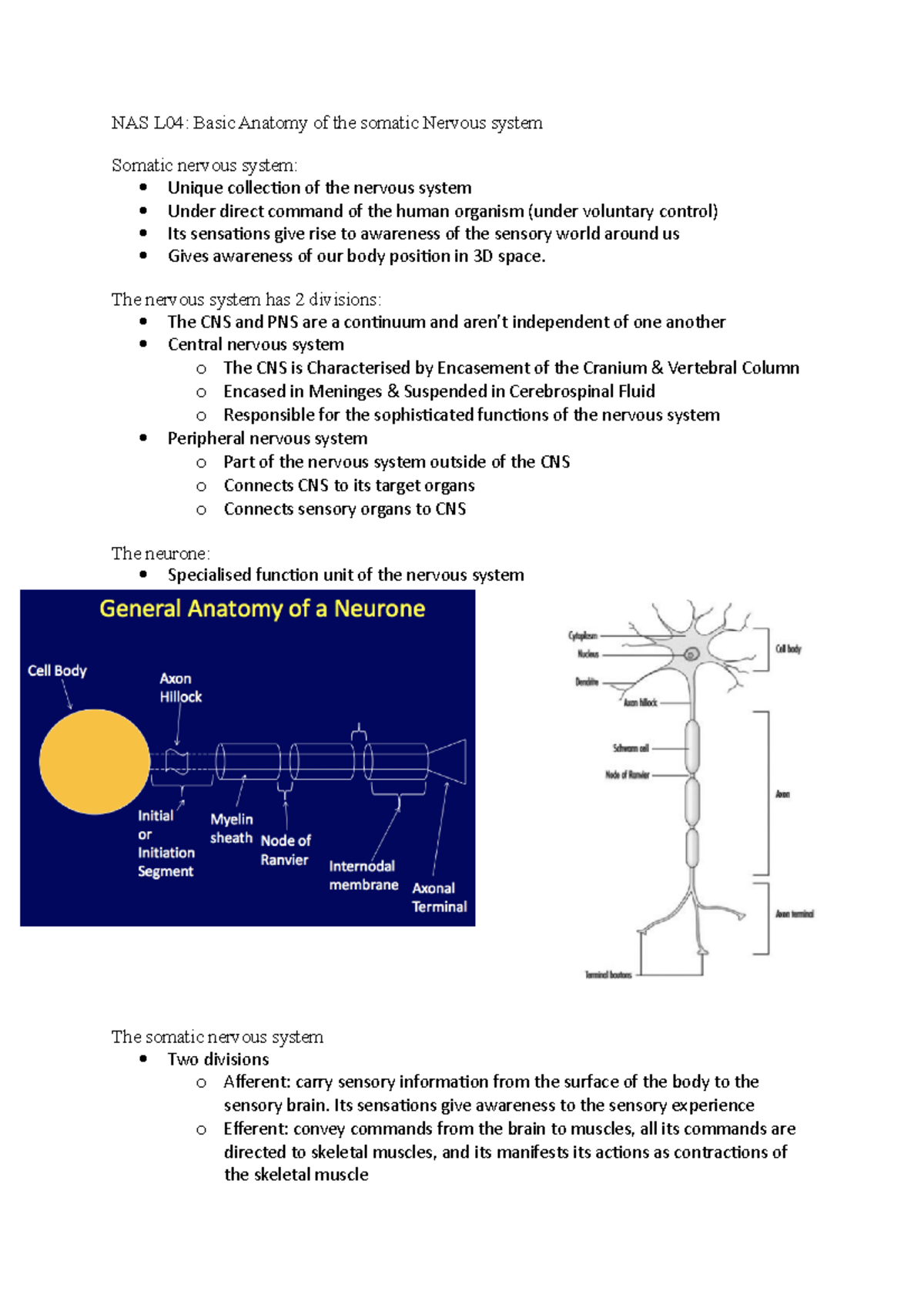NAS L04- Basic Anatomy of the somatic Nervous system - NAS L04: Basic ...