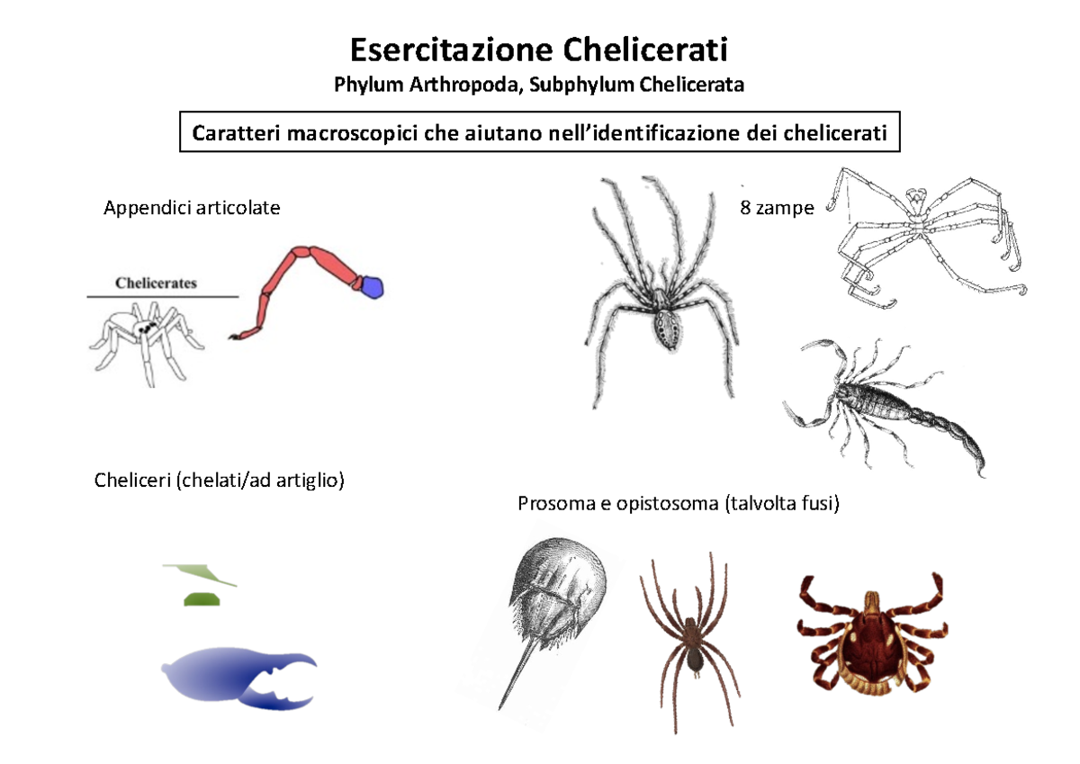 Esercitazione Chelicerati Miriapodi e Esapodi - Esercitazione ...