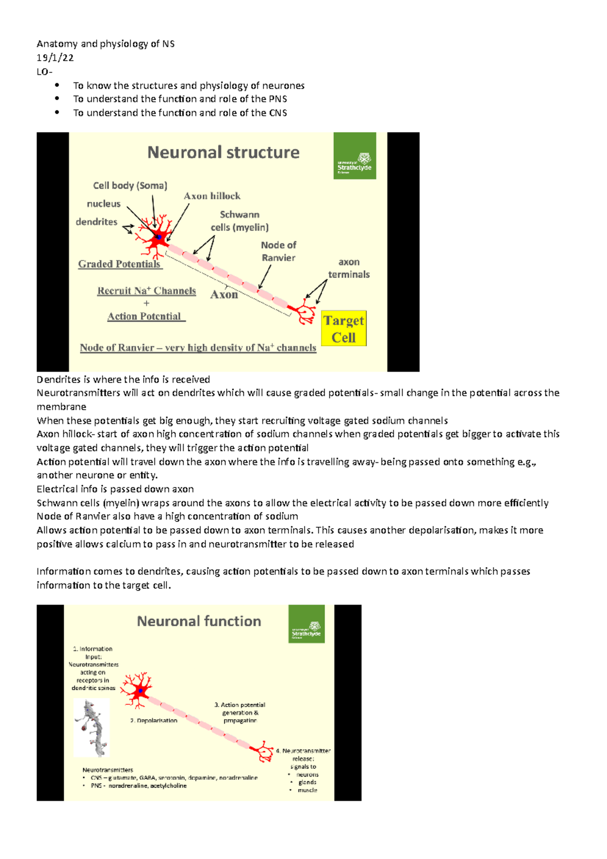 Anatomy and physiology of NS 223 lec2 - Anatomy and physiology of NS 19 ...