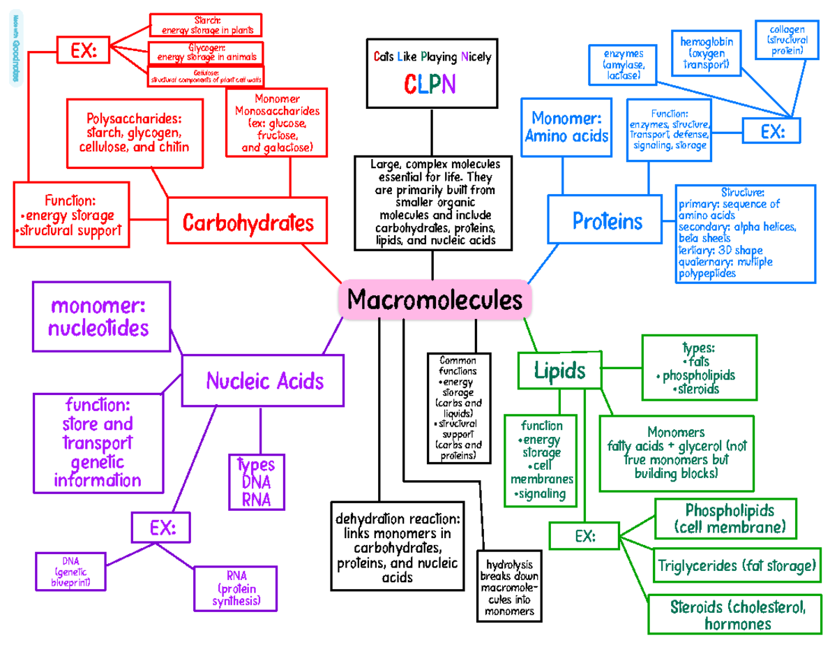 Mind map of macromolecules - Macromolecules Large, complex molecules ...