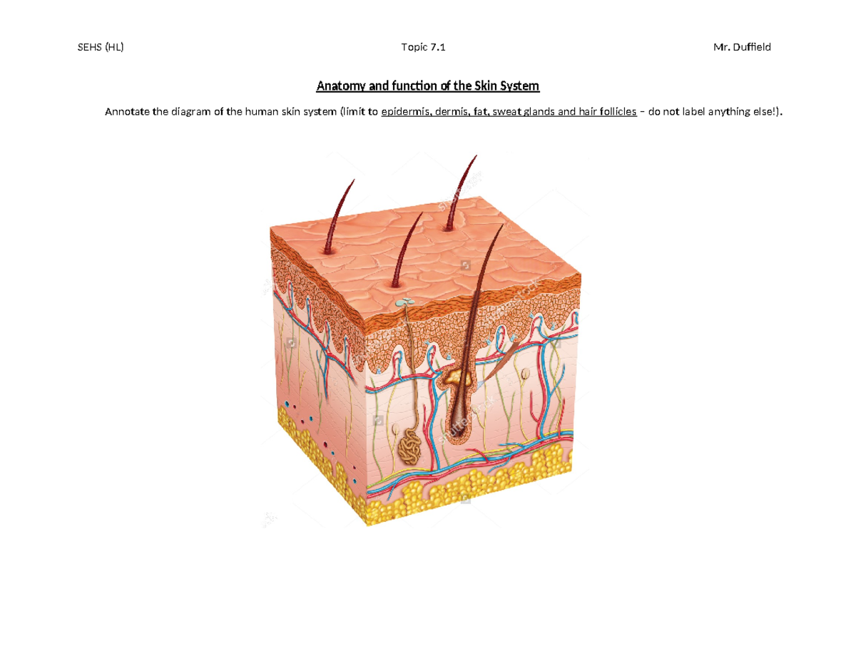 Anatomy of the Skin - SEHS (HL) Topic 7 Mr. Duffield Anatomy and ...