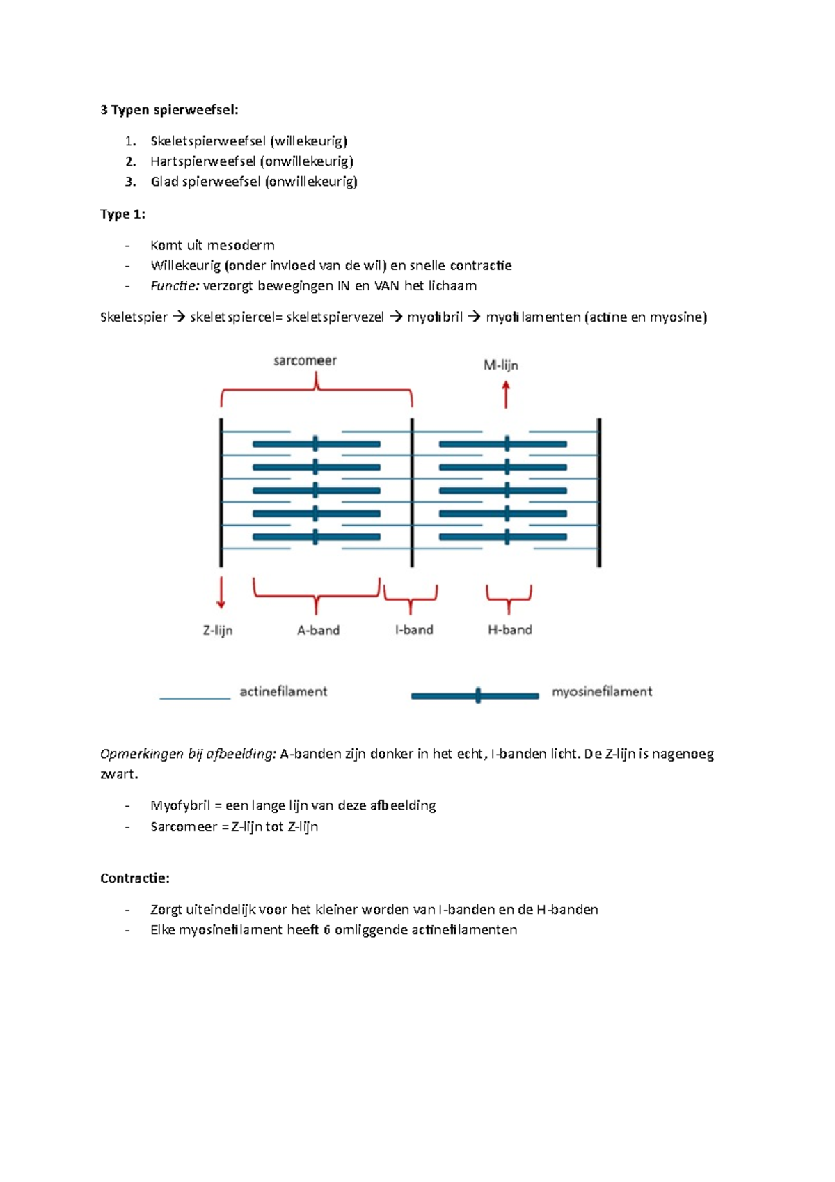 Histologie - 3 Typen spierweefsel: Skeletspierweefsel (willekeurig ...