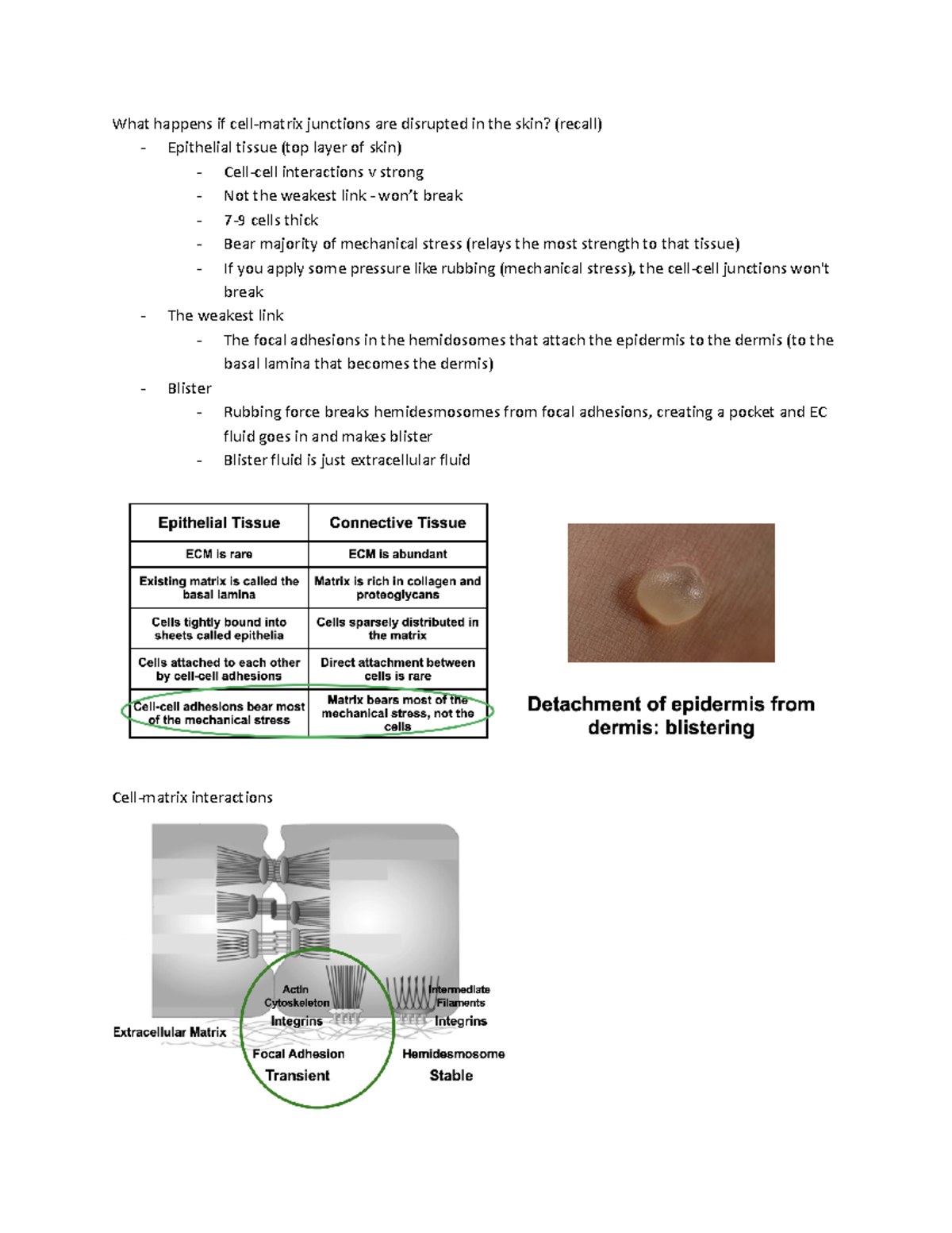 Lesson 4 + 5 - cell-matrix interactions II - What happens if cell ...