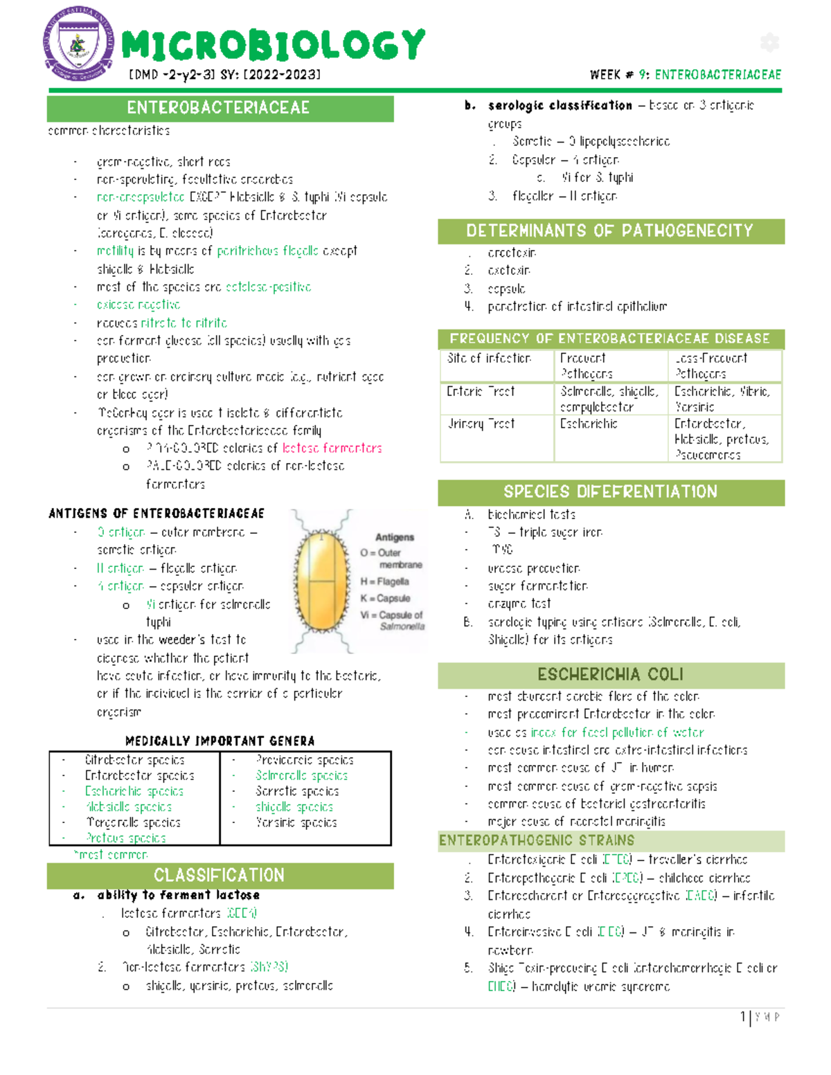 WEEK 9.2 Enterobacteriaceae - [DMD - 2 - y2-3] SY: [2022-2023] WEEK # 9 : ENTEROBACTERIACEAE ...