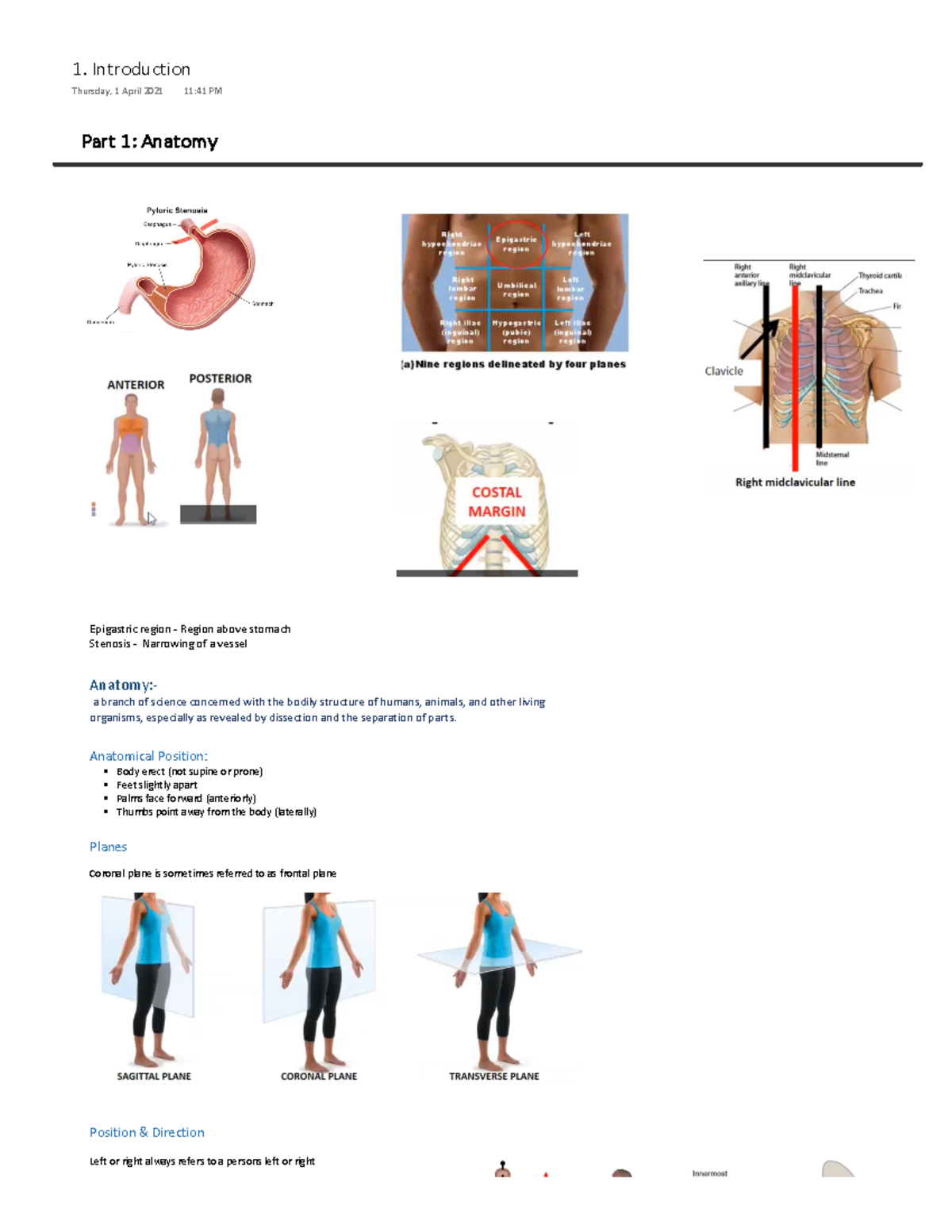 MEDI100 - Anatomy Lecture notes - Part 1 : Anatomy Epigastric region ...