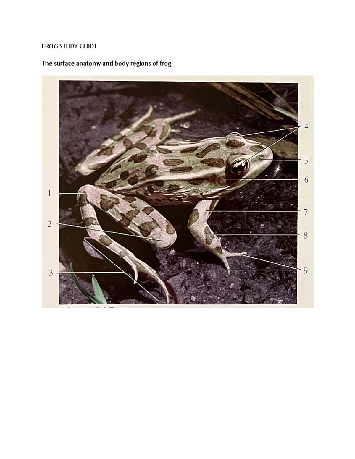 FROG Study Guide - FROG STUDY GUIDE The surface anatomy and body regions of frog The internal ...