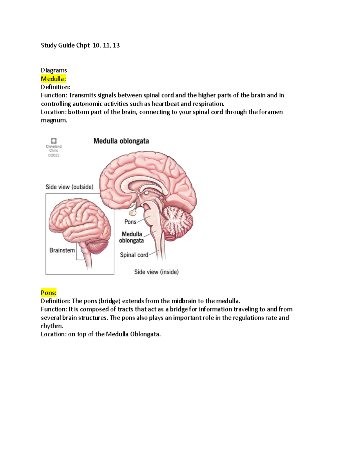 Study Guide 10, 11, 13 - Study Guide Chpt 10 , 11, 13 Diagrams Medulla ...