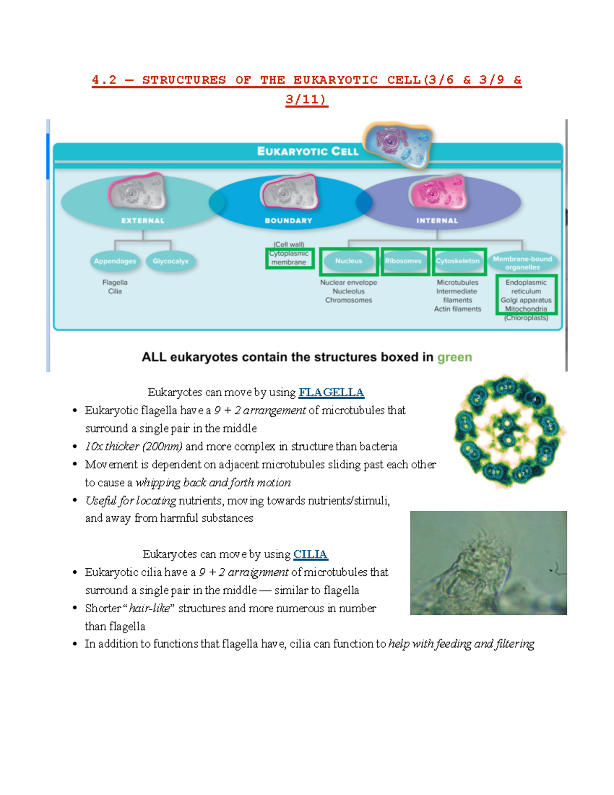 Biology 210 Lecture Chapter 4 - 4 — STRUCTURES OF THE EUKARYOTIC CELL(3 ...