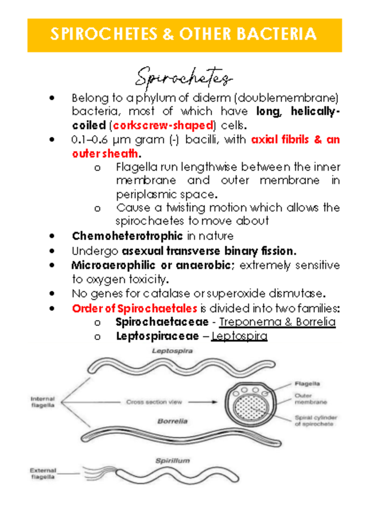 Spirochetes - Spirochetes Belong to a phylum of diderm (doublemembrane ...