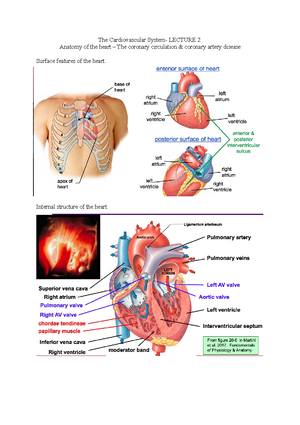 Anatomy of the Heart - Lecture notes 2 - Terminology - Anatomy of Heart ...