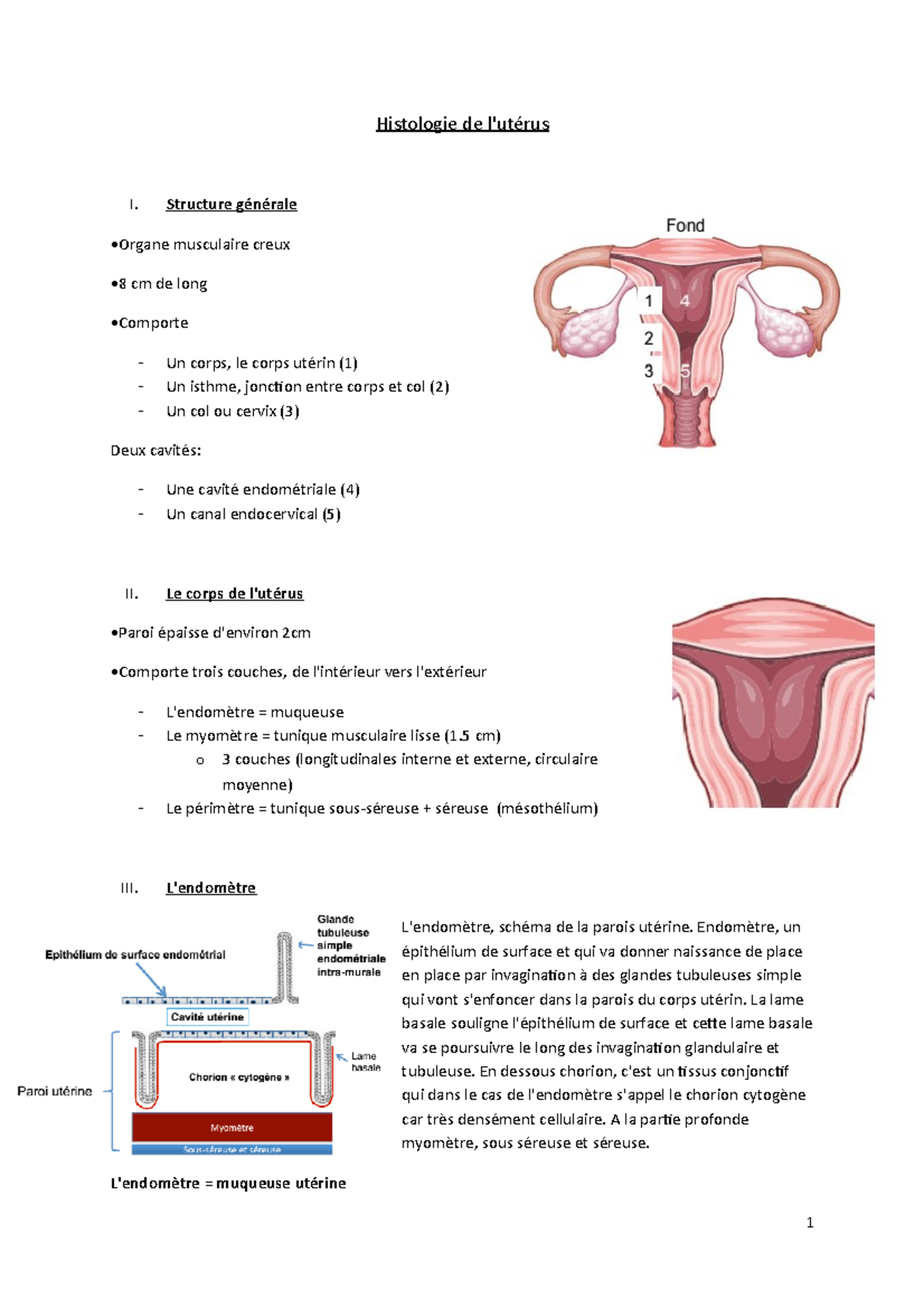 Histologie de l'utérus - Structure générale •Organe musculaire creux •8 ...