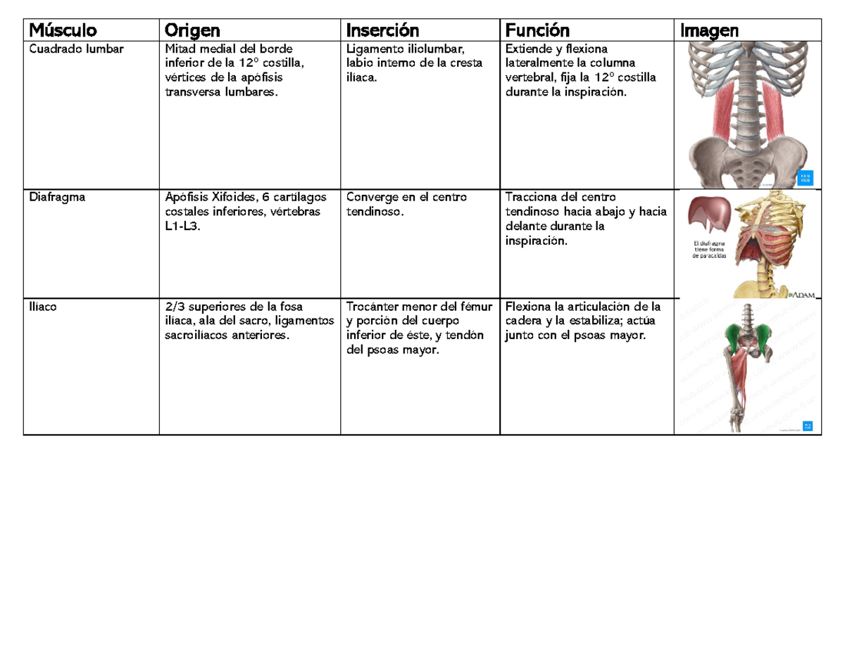 Músculos Parte Superior - Músculo Origen Inserción Función Imagen ...