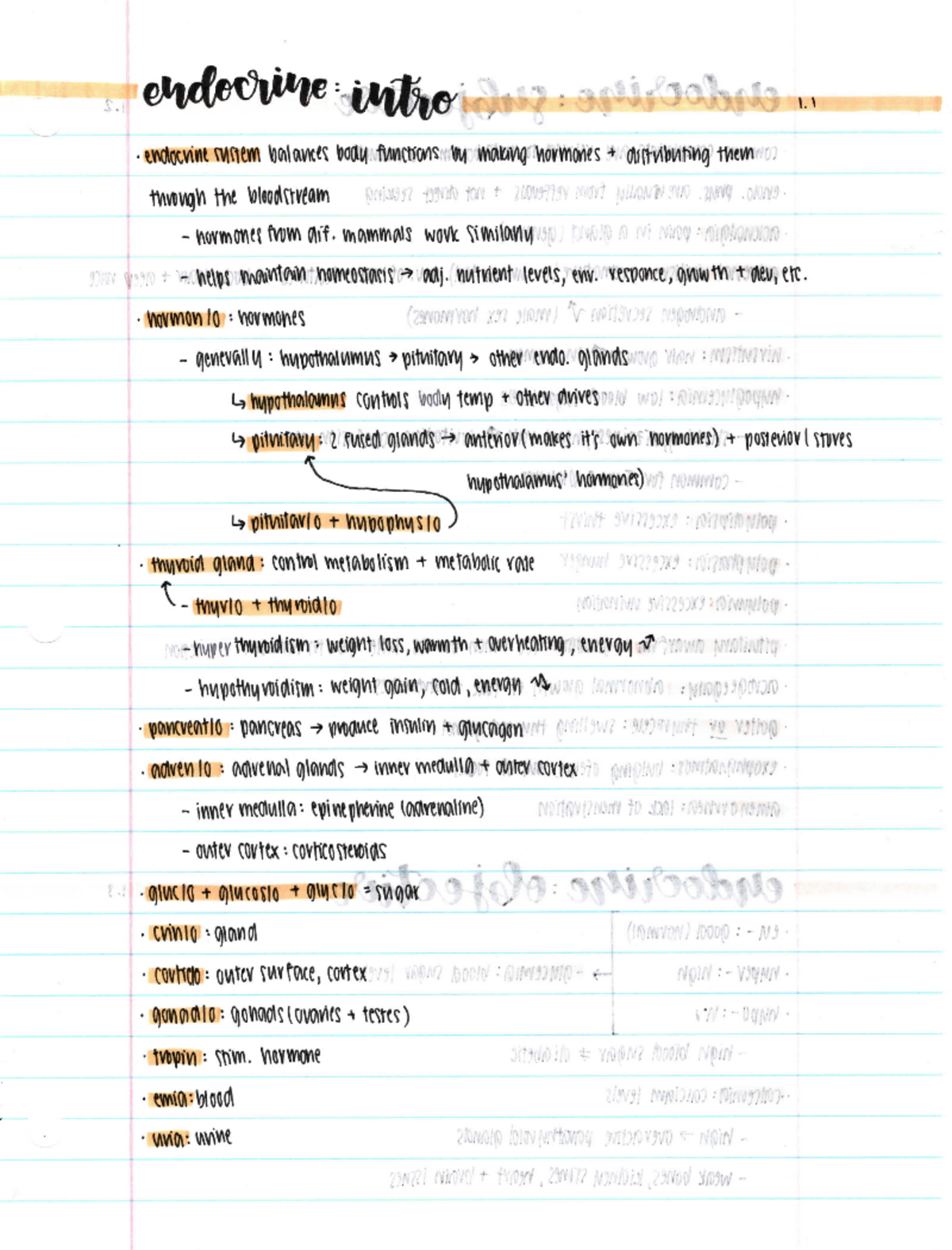 Medical Terminology - Endocrine System Notes - Studocu