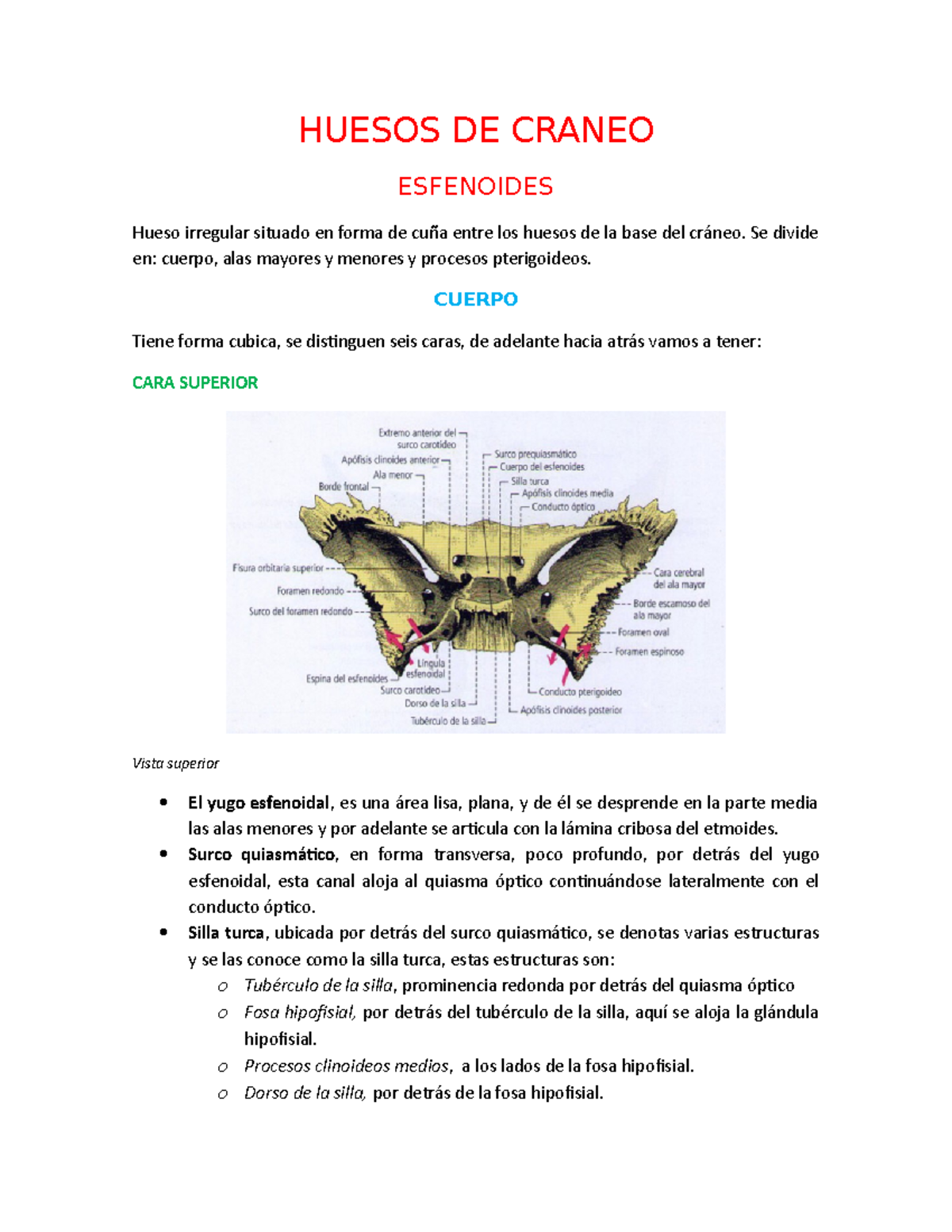 Huesos de craneo - Anatomía humana - HUESOS DE CRANEO ESFENOIDES Hueso ...