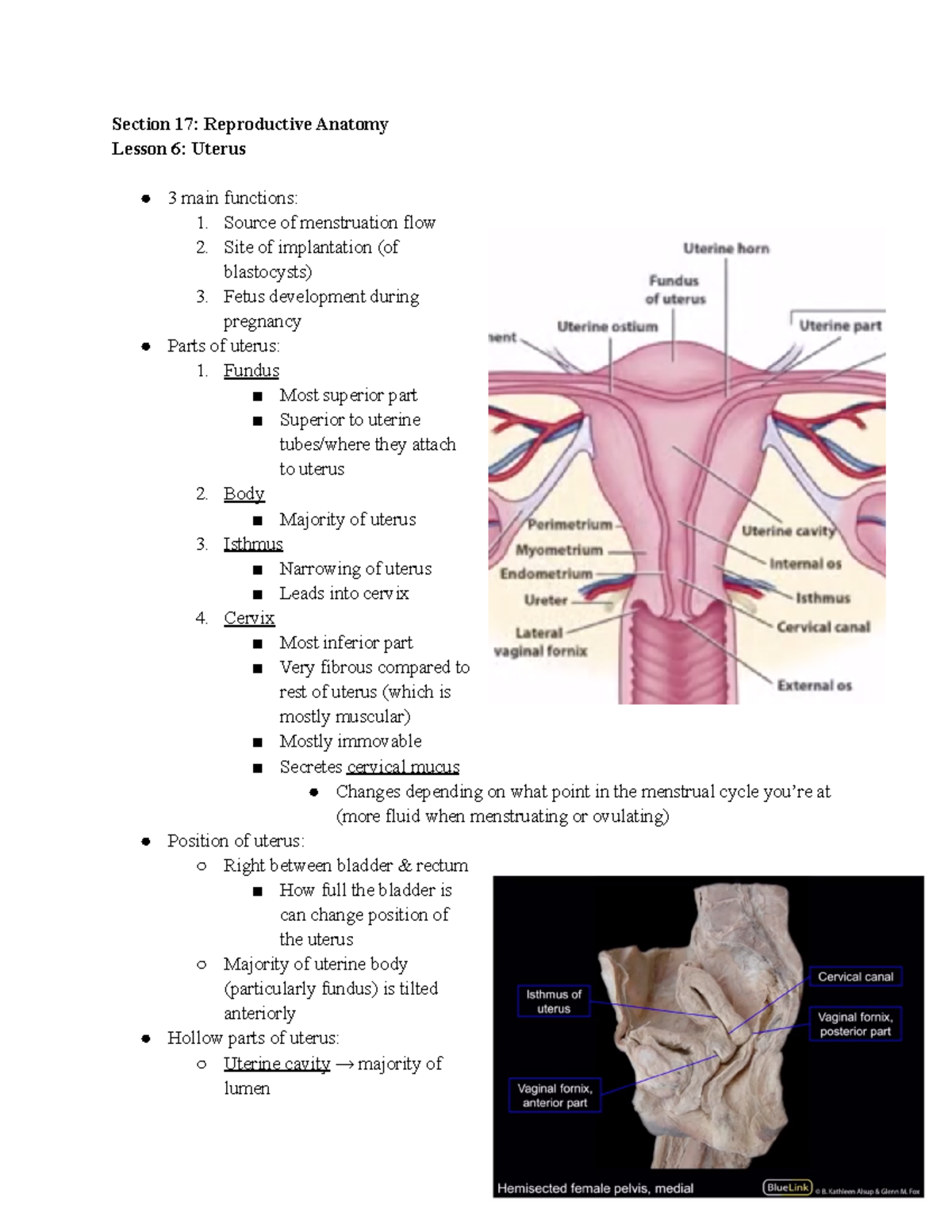 5- Uterus - Section 17: Reproductive Anatomy Lesson 6: Uterus 3 main ...