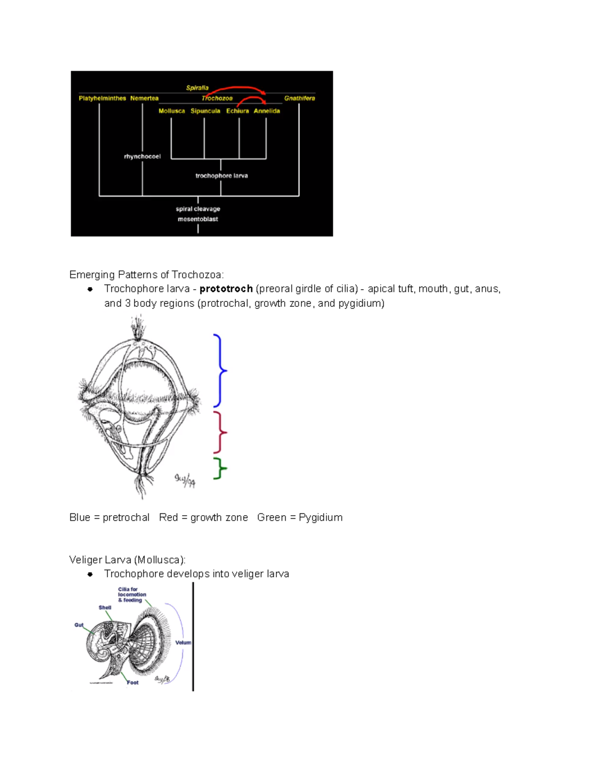 Trochozoa - Spiralia - Emerging Patterns of Trochozoa: Trochophore ...
