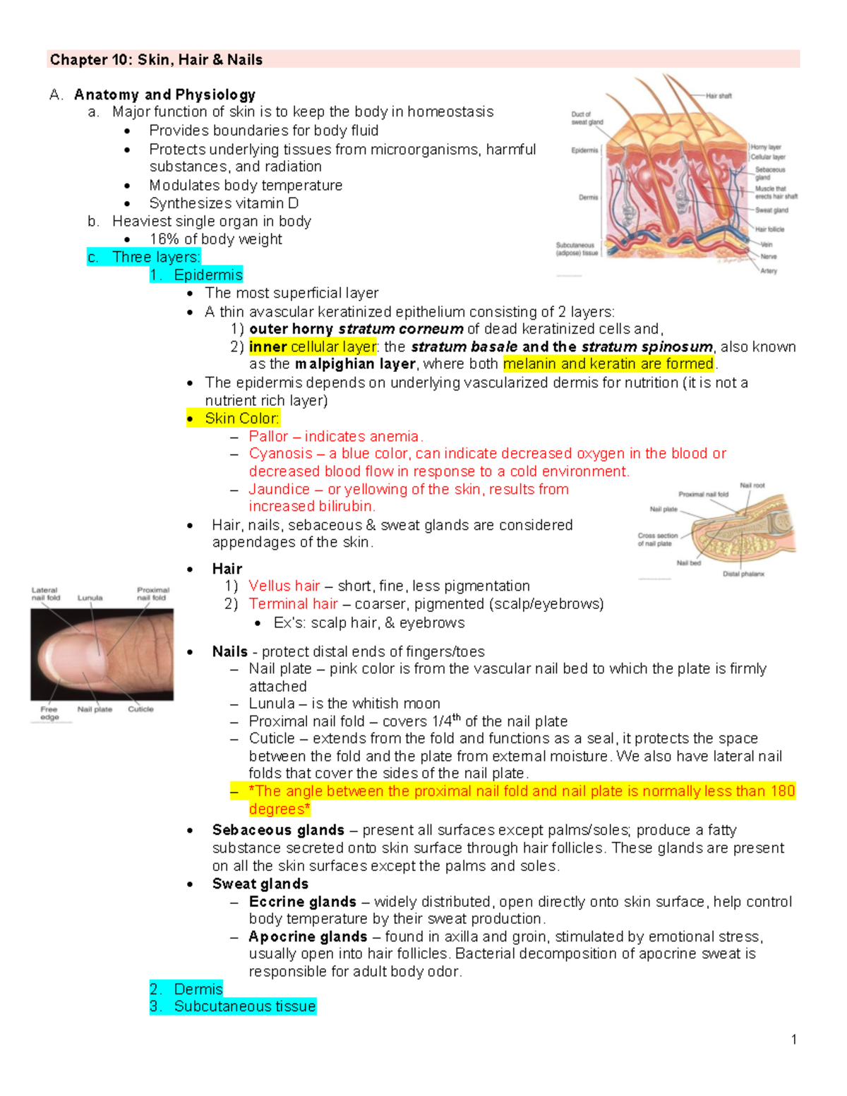Skin 1 - skin - Chapter 10: Skin, Hair & Nails A. Anatomy and ...