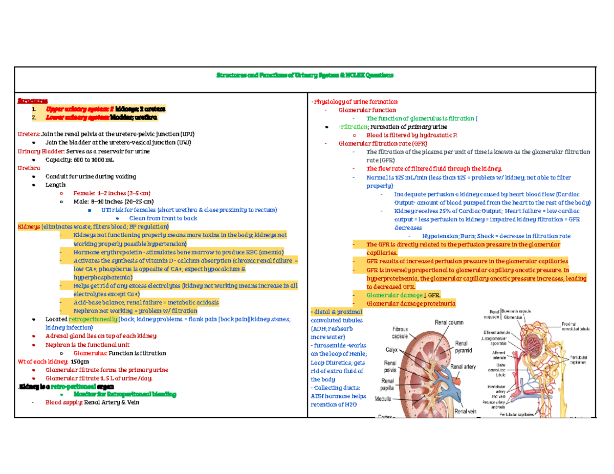 601 Genitourinary - Structures and Functions of Urinary System & NCLEX ...