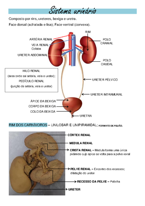 Prática Genital Masculino - ESCROTO TESTÍCULO Sistema genital masculino ...