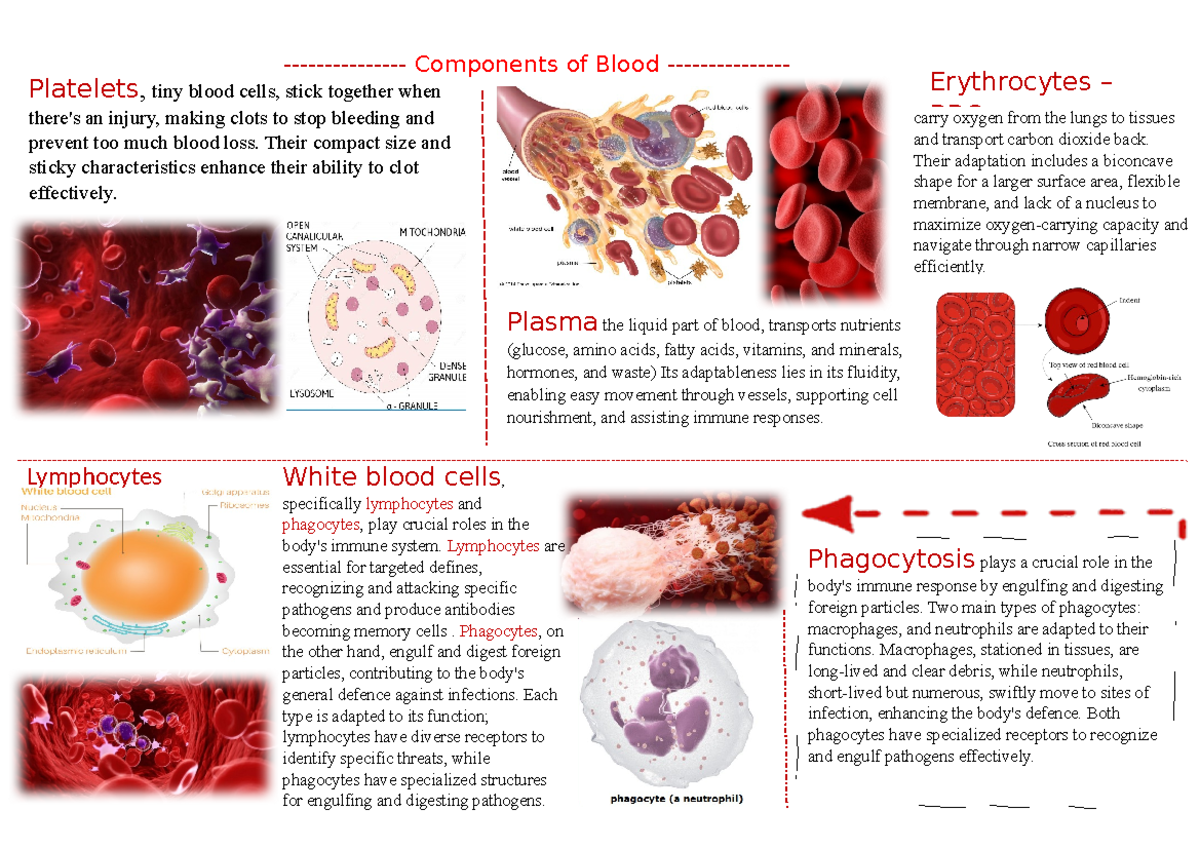 Components of Blood - ... - Components of Blood - Platelets, tiny blood ...