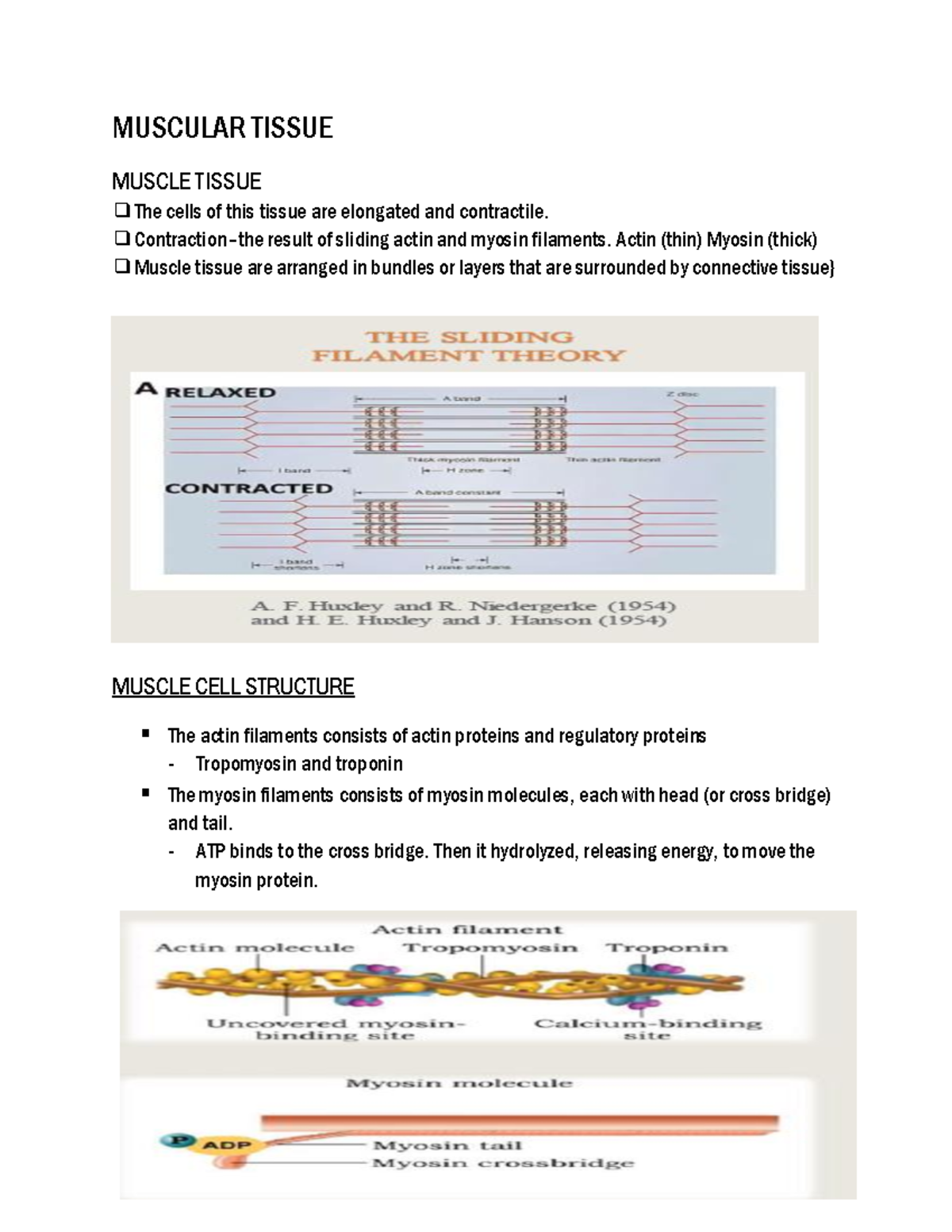 Muscular Tissue - Lecture notes 1-3 - BS Biology - WMSU - Studocu