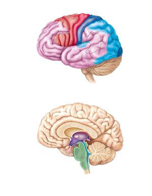 Anatomical Terminology - Anatomical Position: body erect, feet slightly ...