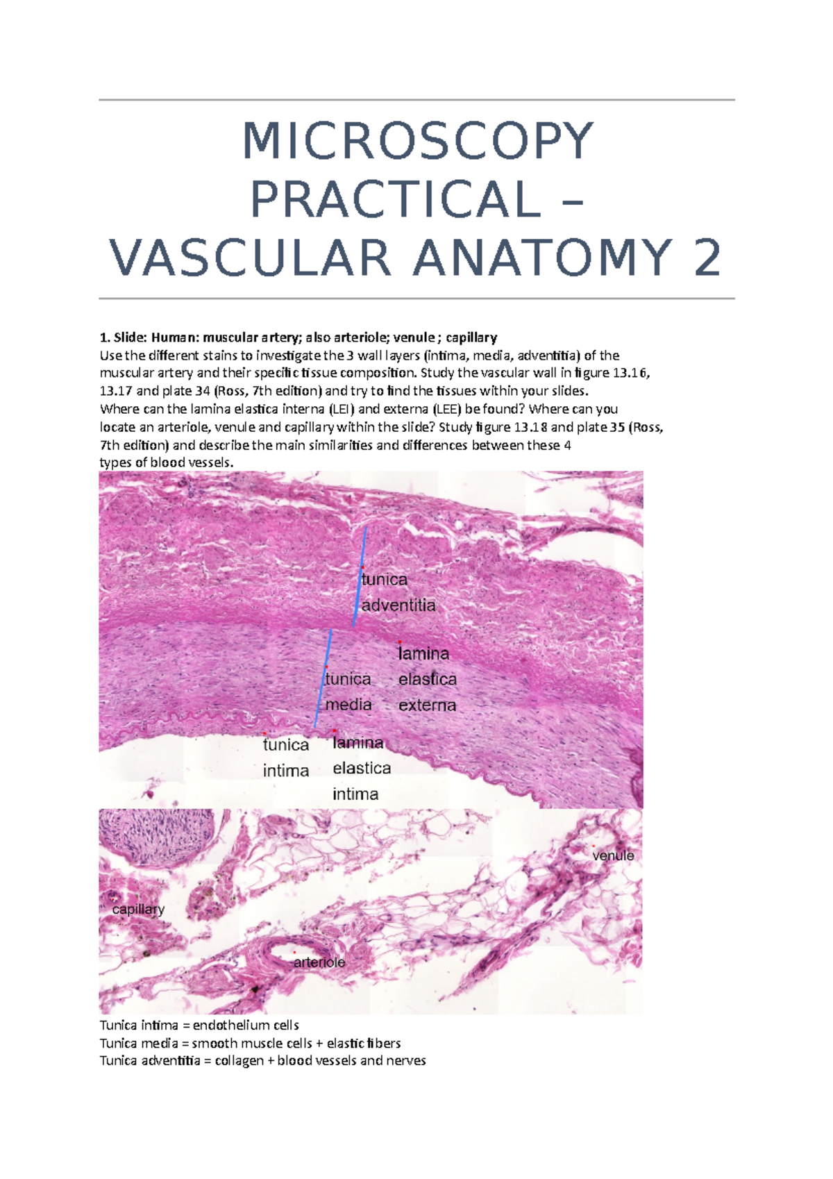 Microscopy practical vascular anatomy + notes - MICROSCOPY PRACTICAL ...