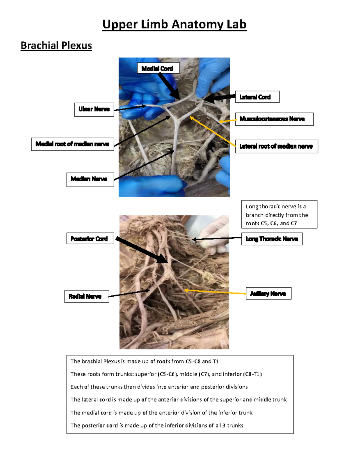 Upper Limb Anatomy Lab - Frfbfrbchdhcd - Upper Limb Anatomy Lab ...