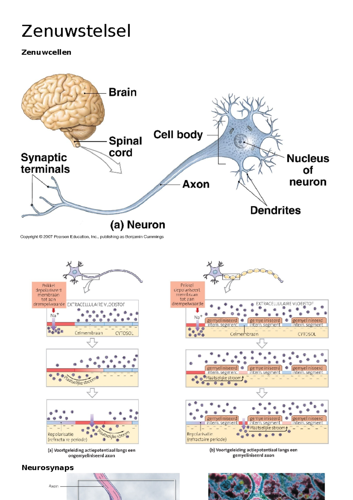 Zenuwstelsel - Zenuwstelsel Zenuwcellen Neurosynaps Indeling van het ...