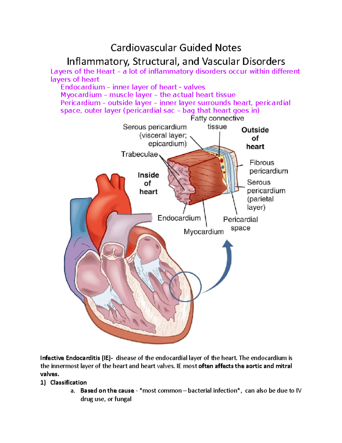 Chapter 36 Cardiovascular Guided Notes - Cardiovascular Guided Notes ...