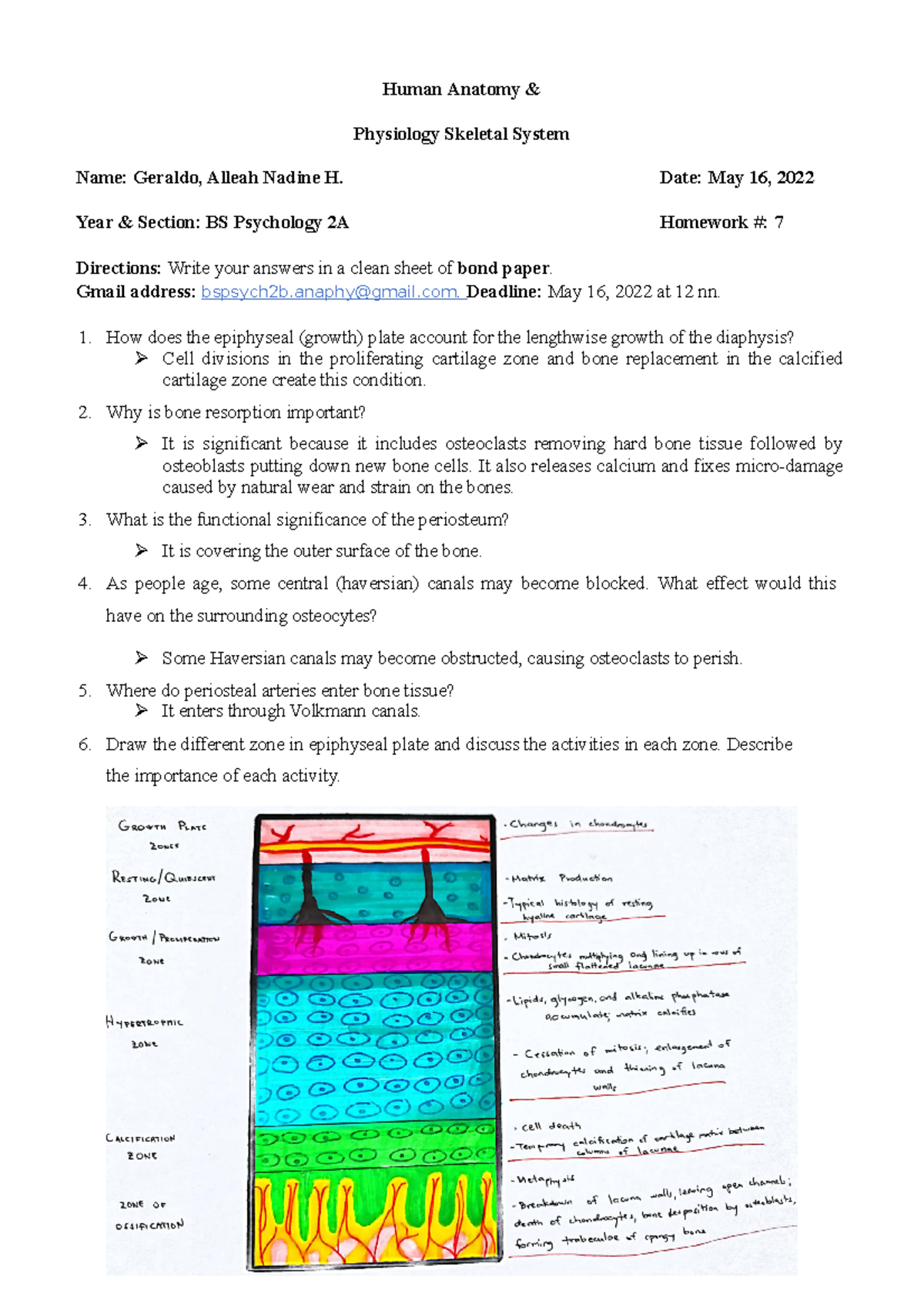 Activity-skeletal-system - Human Anatomy & Physiology Skeletal System ...