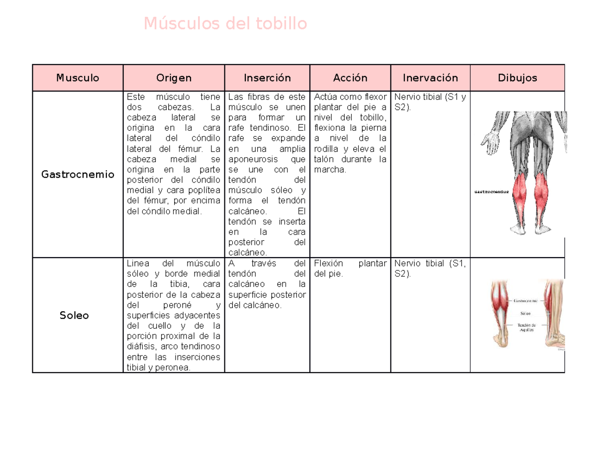 Músculos del tobillo en tablas de forma breve - Musculo Origen ...