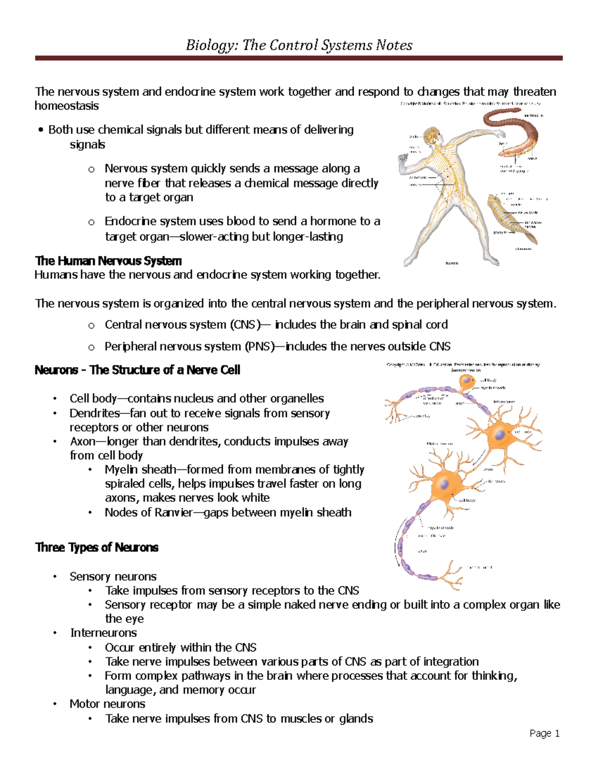 The Control Systems Notes - The nervous system and endocrine system ...