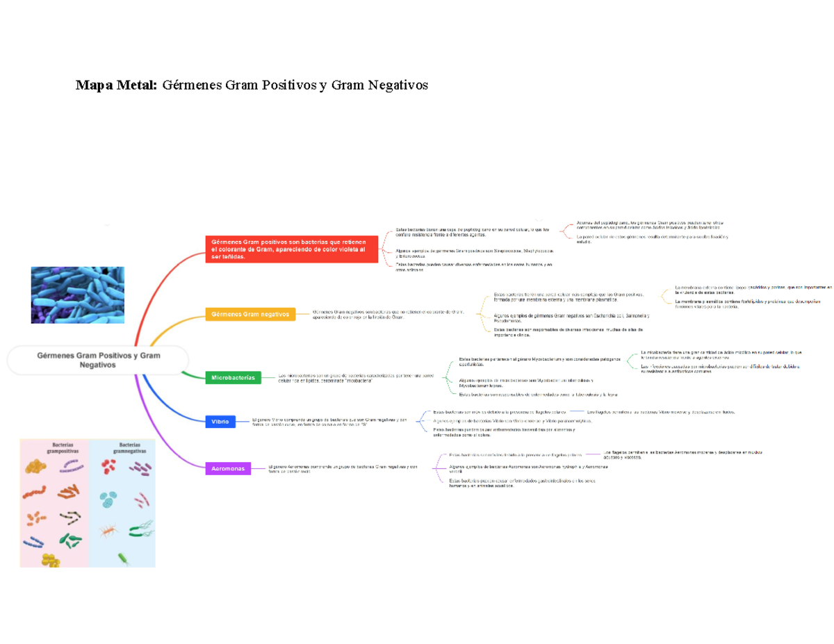 Mapa mental Gram Positivos Y Negativos - Biología celular y molecular ...