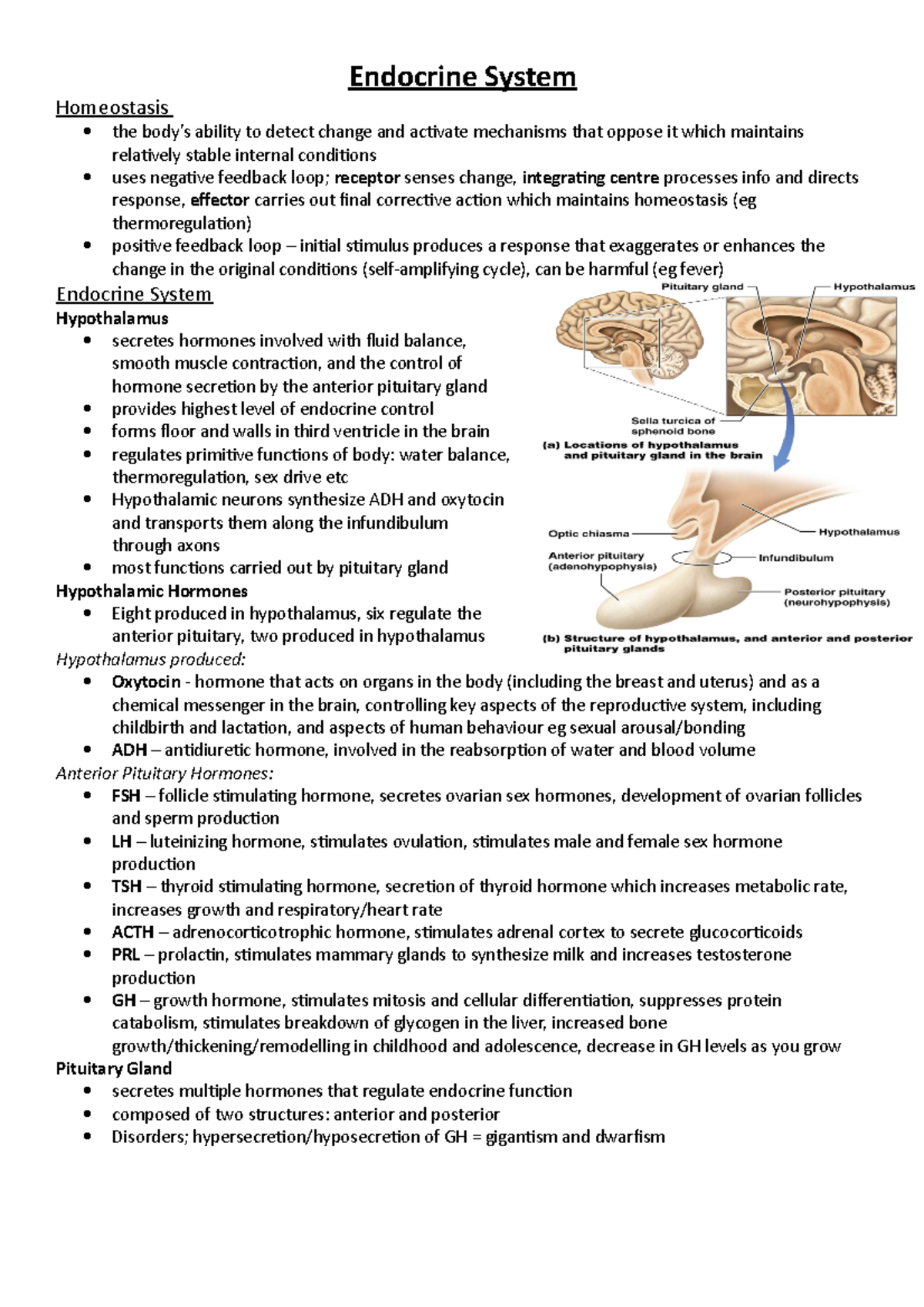 Endocrine System Lecture Notes for 2018/2019 - Endocrine System ...