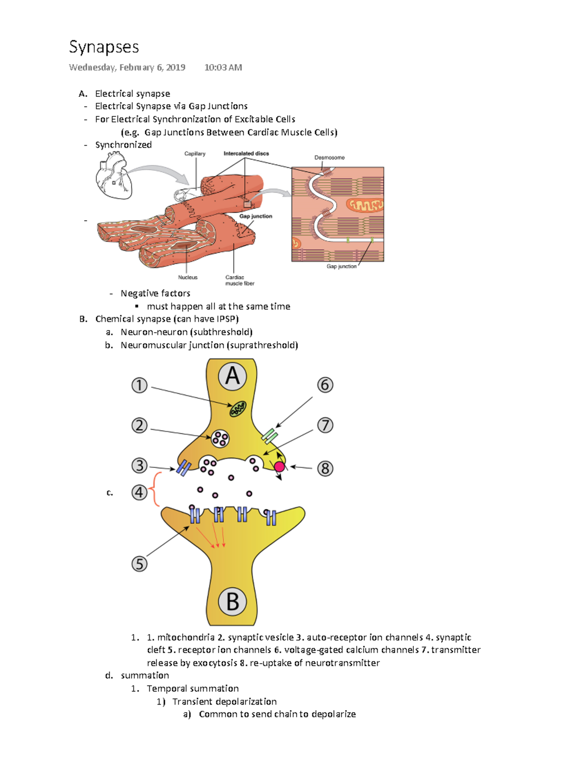 3 - Synapses - A. Electrical synapse - Electrical Synapse via Gap ...