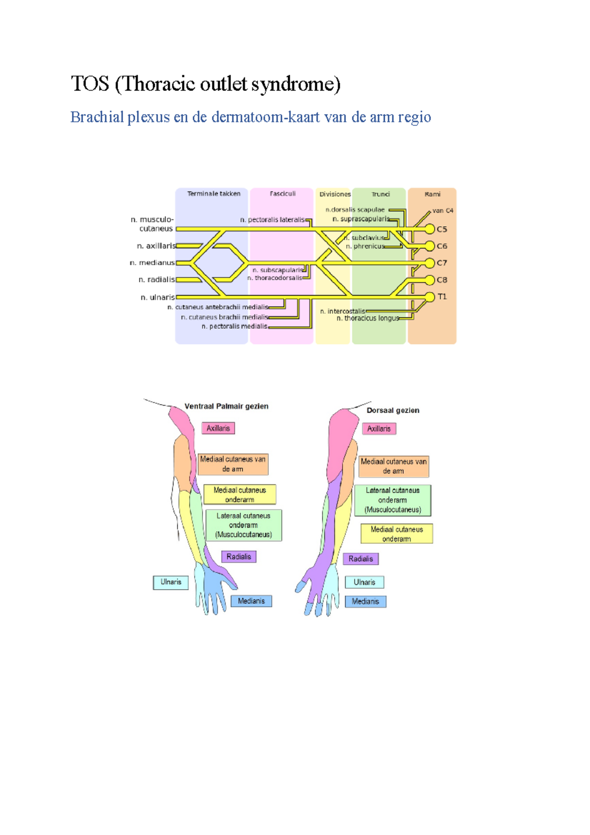 TOS it - TOS (Thoracic outlet syndrome) Brachial plexus en de dermatoom ...