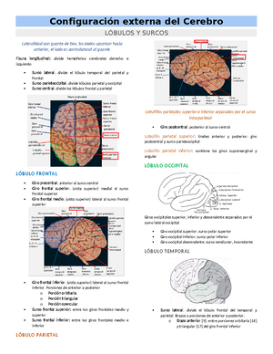 Meninges craneales - Origen embriológico Duramadre: paquimeninge ...
