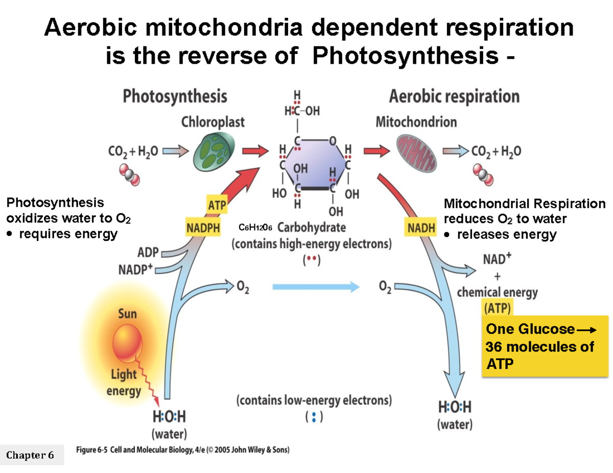 BIO1080_Lecture_notes - Aerobic mitochondria dependent respiration is ...