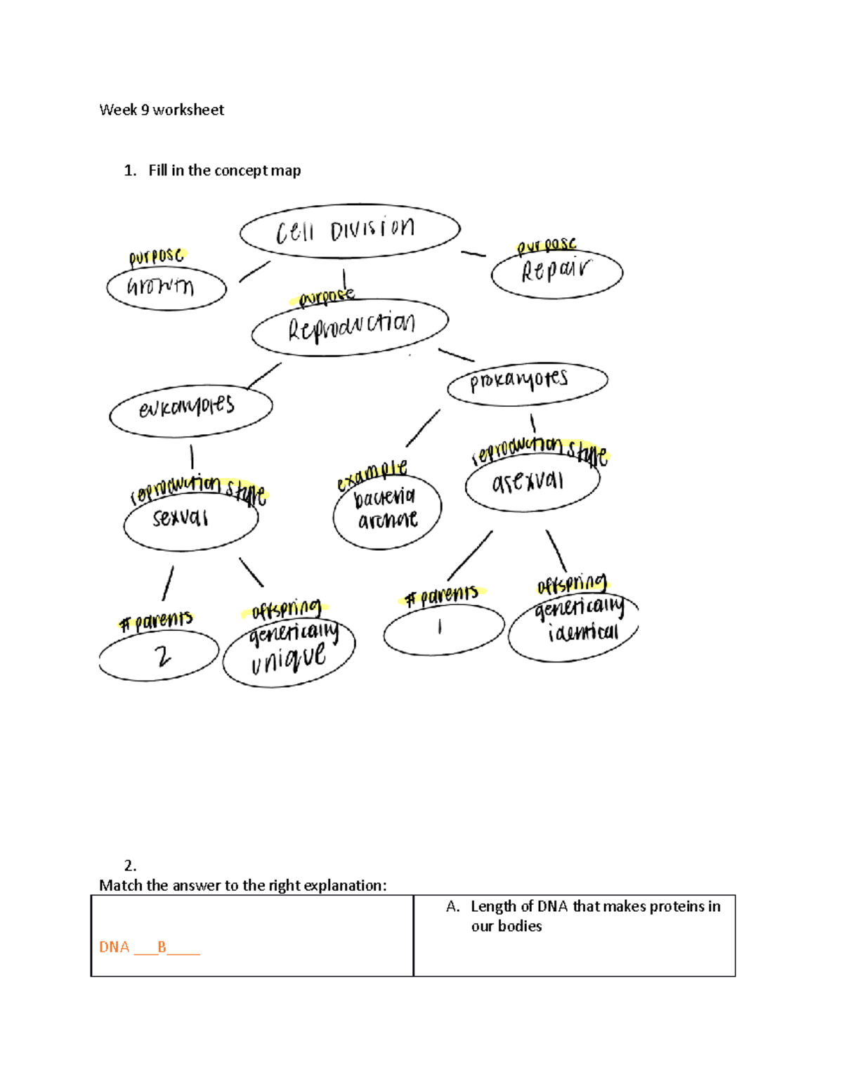 Week 9 worksheet KEY - The cell cycle and all of their phases (what ...